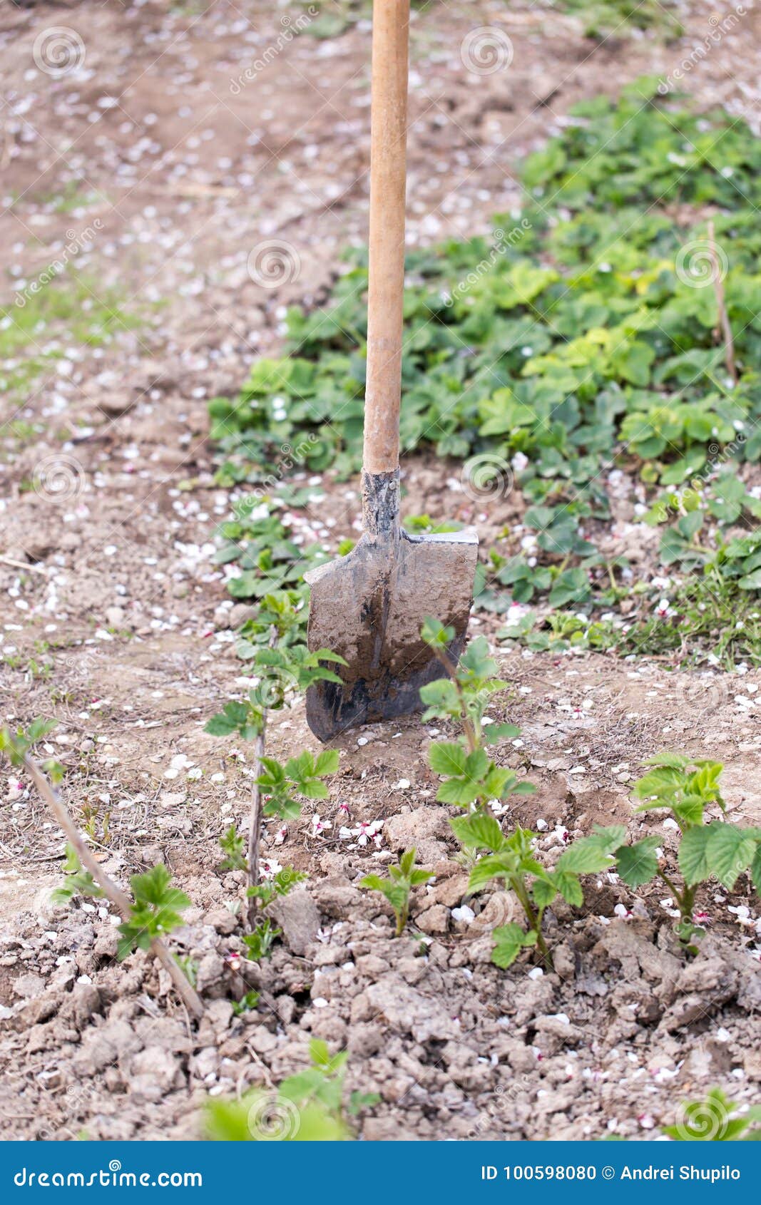Spade in the garden stock photo. Image of ground, development - 100598080