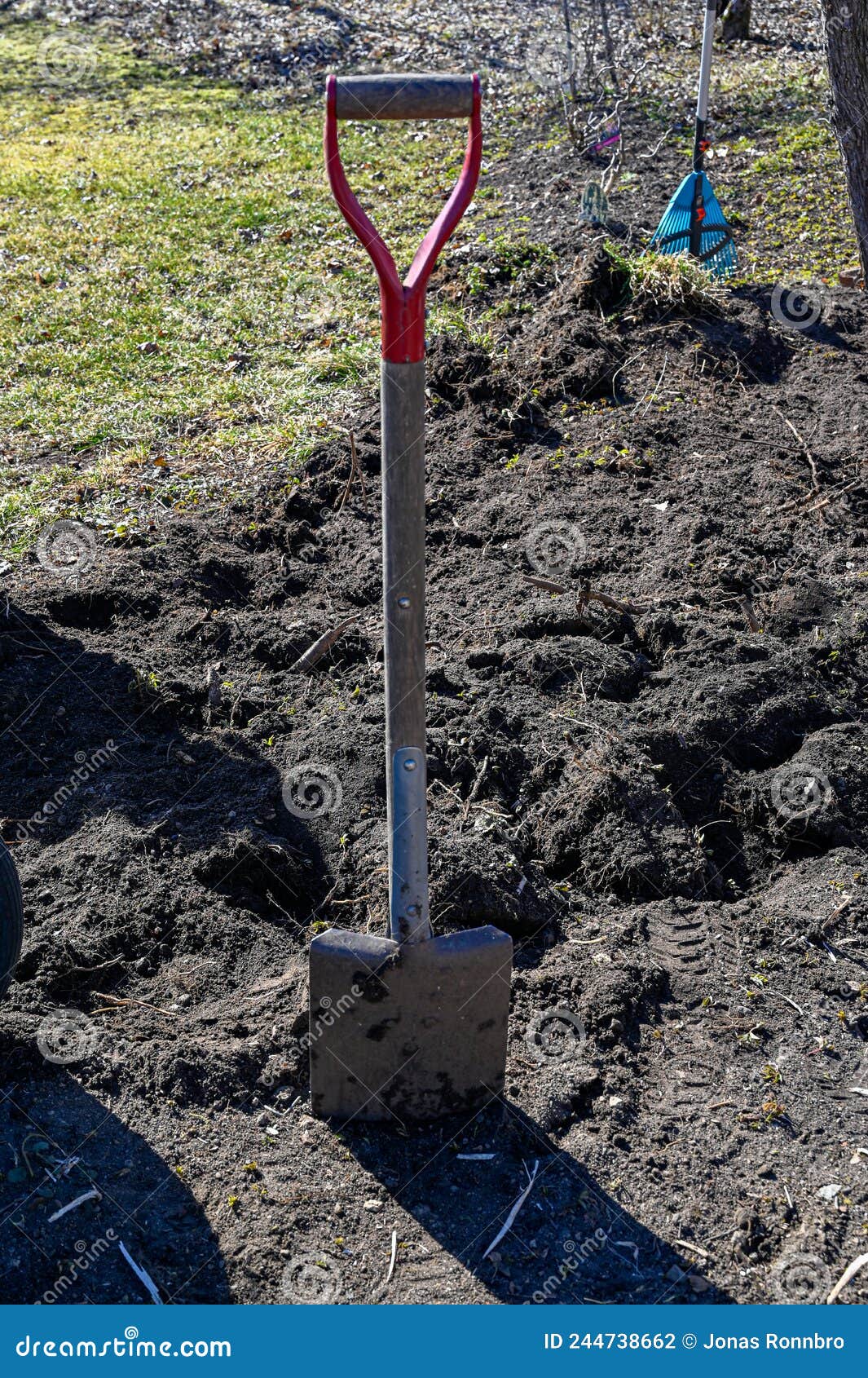 Spade and Rake Standing in Garden in Springtime Stock Photo - Image of ...