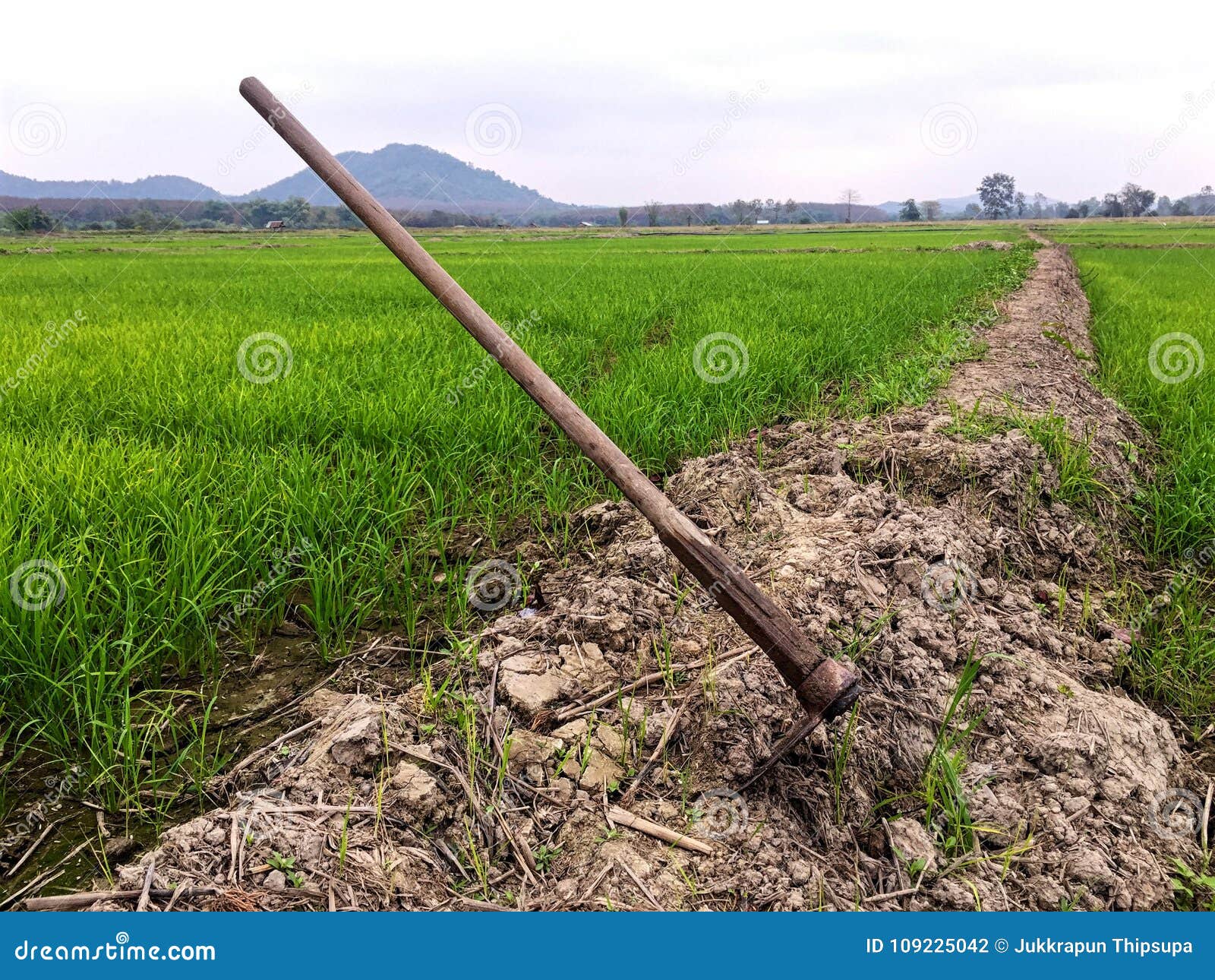 Hole in the rice paddies stock photo. Image of manual - 109225042