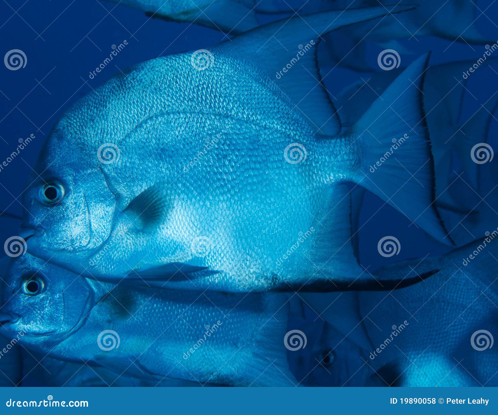 Spadefish stock photo. Image of reef, saltwater, caribbean - 19890058