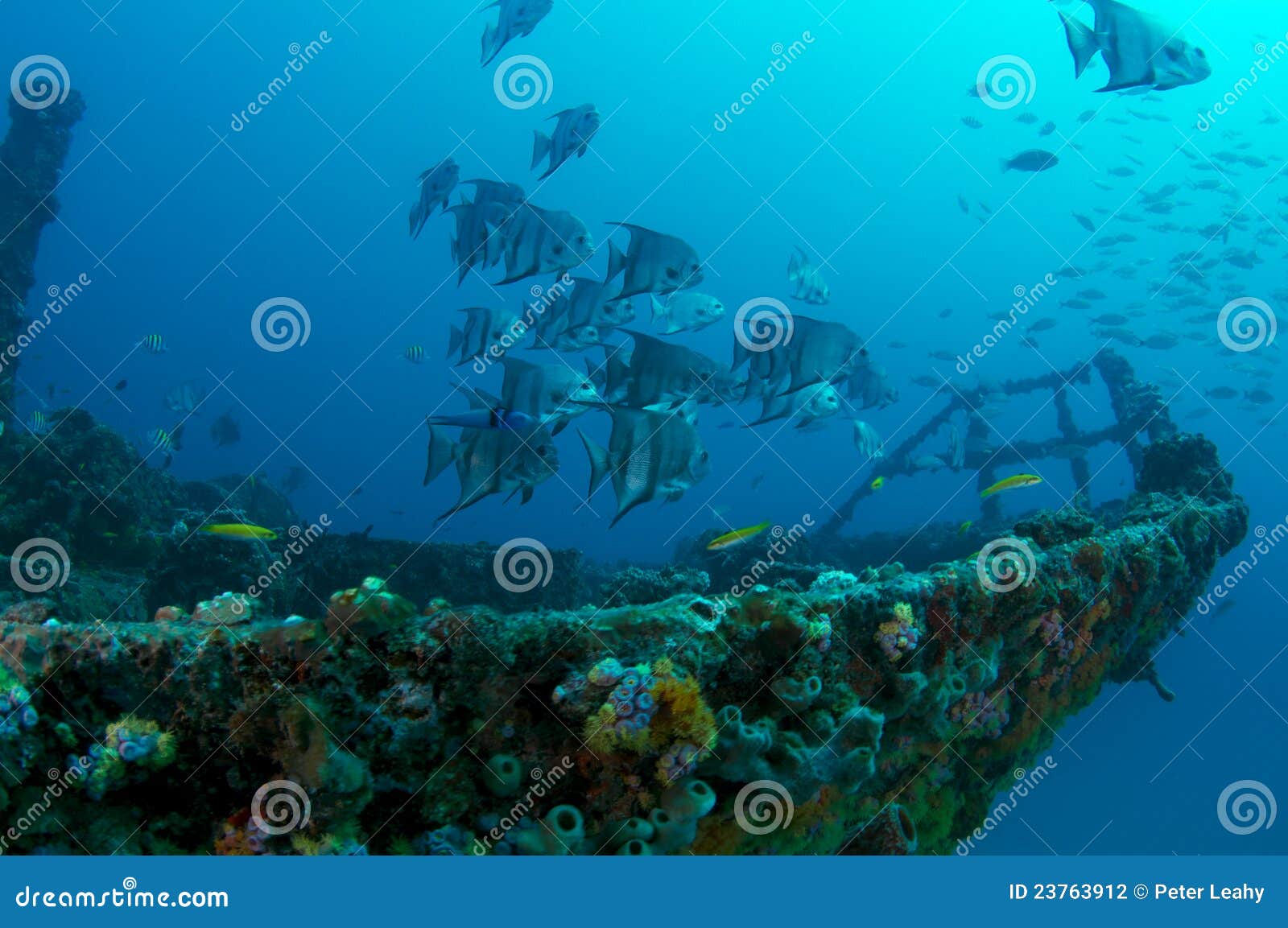 Spadefish stock photo. Image of reef, pacific, atlantic - 23763912