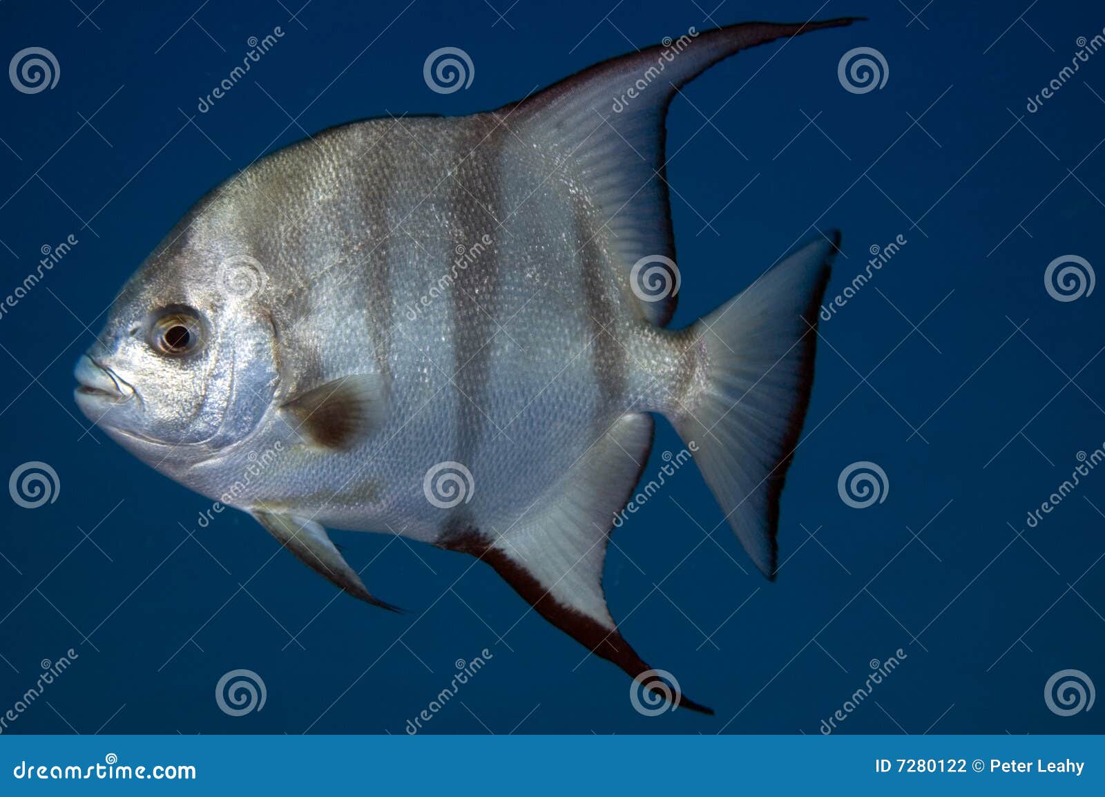 Spadefish stock photo. Image of swim, reef, florida, butterflyfish ...
