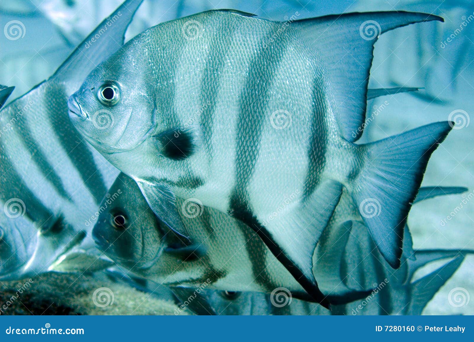 Spadefish stock photo. Image of tails, coral, underwater - 7280160