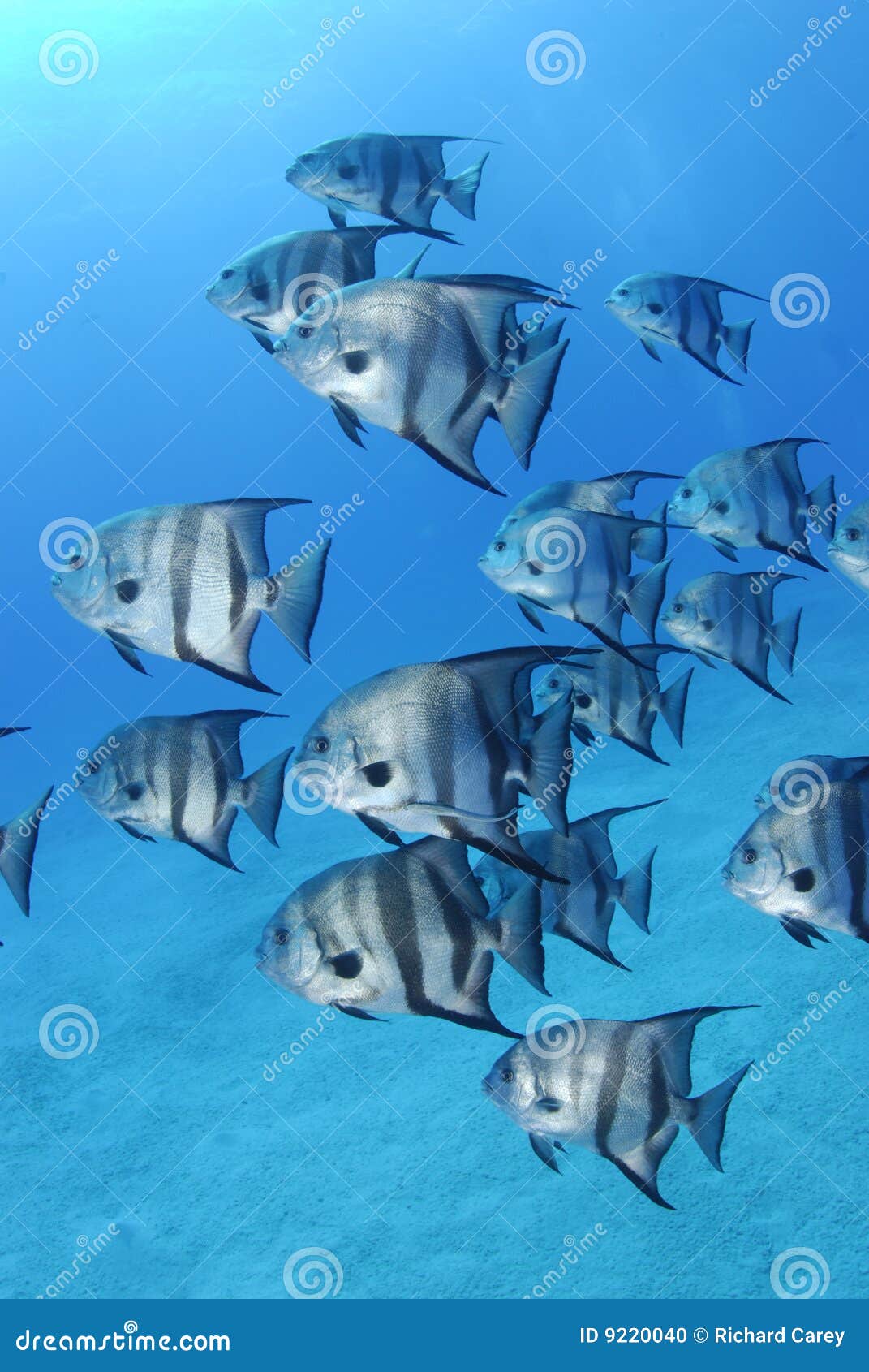Spadefish stock photo. Image of bahamas, reef, aquarium - 9220040