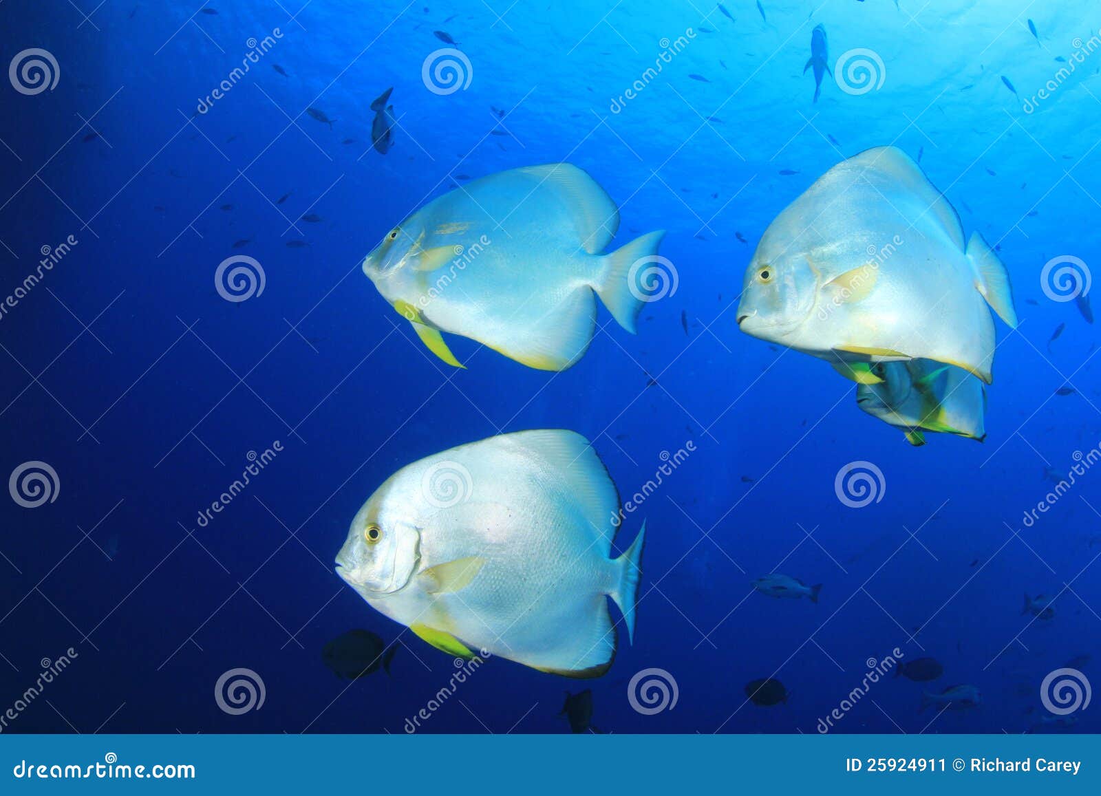 Spadefish (Batfish) stock image. Image of fishery, spadefish - 25924911