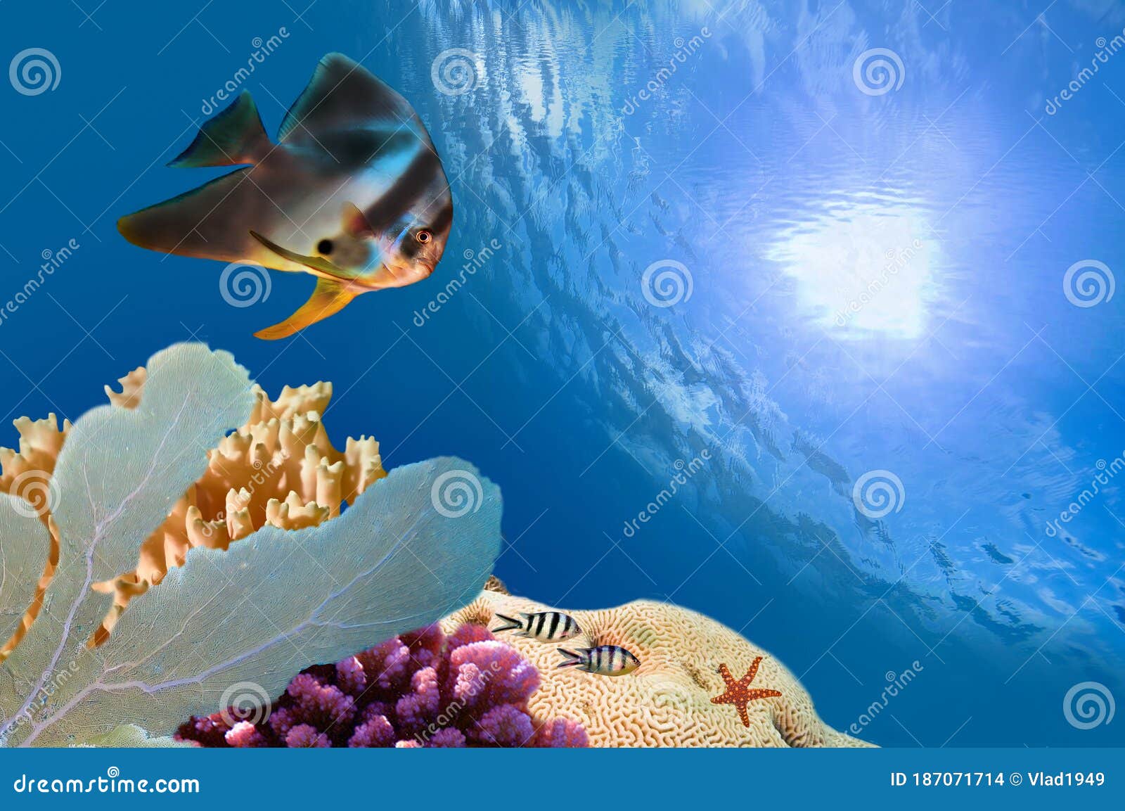 Spadefish and Ocean in the Red Sea Stock Photo - Image of egypt ...