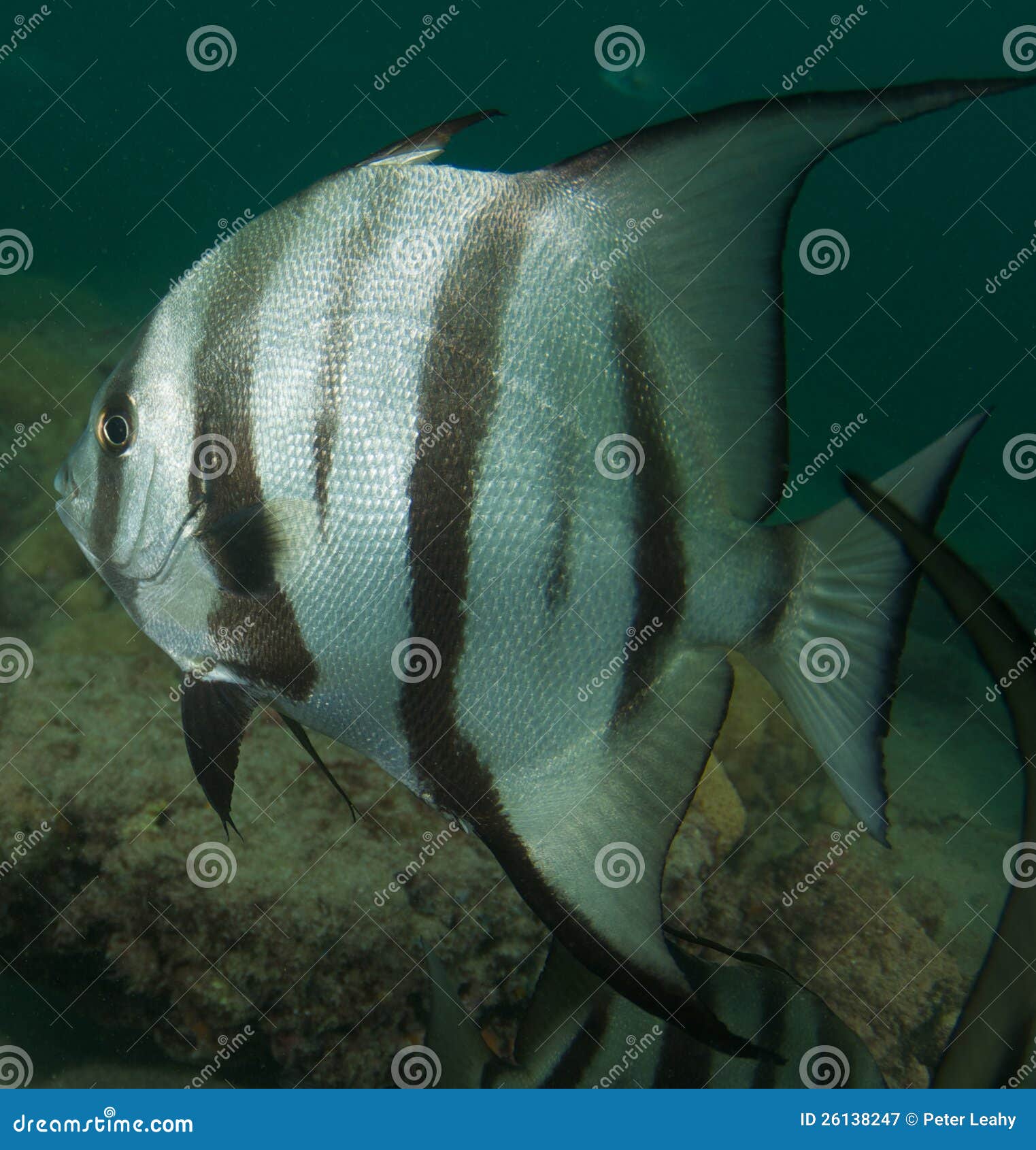 Spadefish on a Reef stock image. Image of water, fish - 26138247