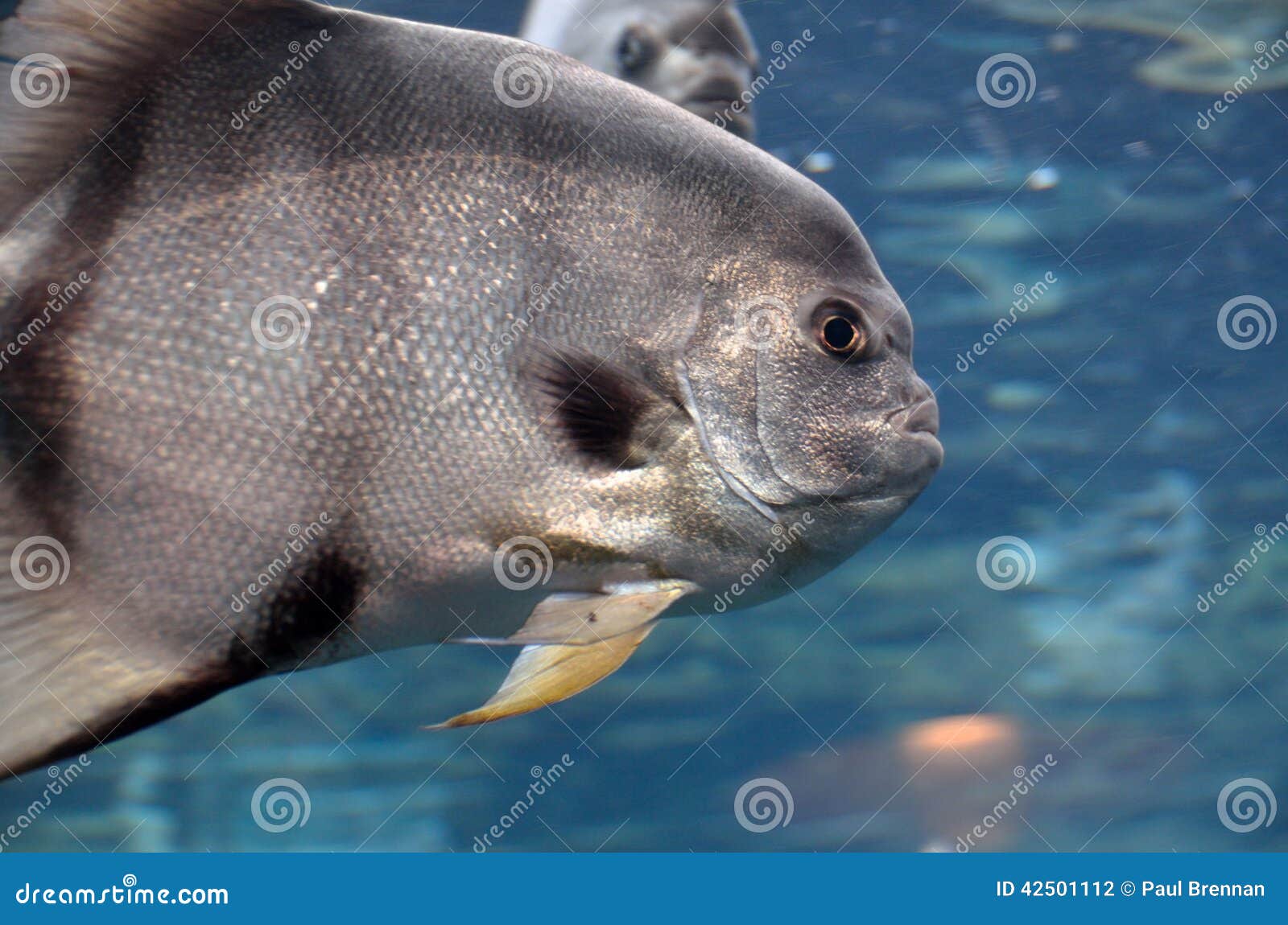 Spadefish stock photo. Image of scales, animal, background - 42501112