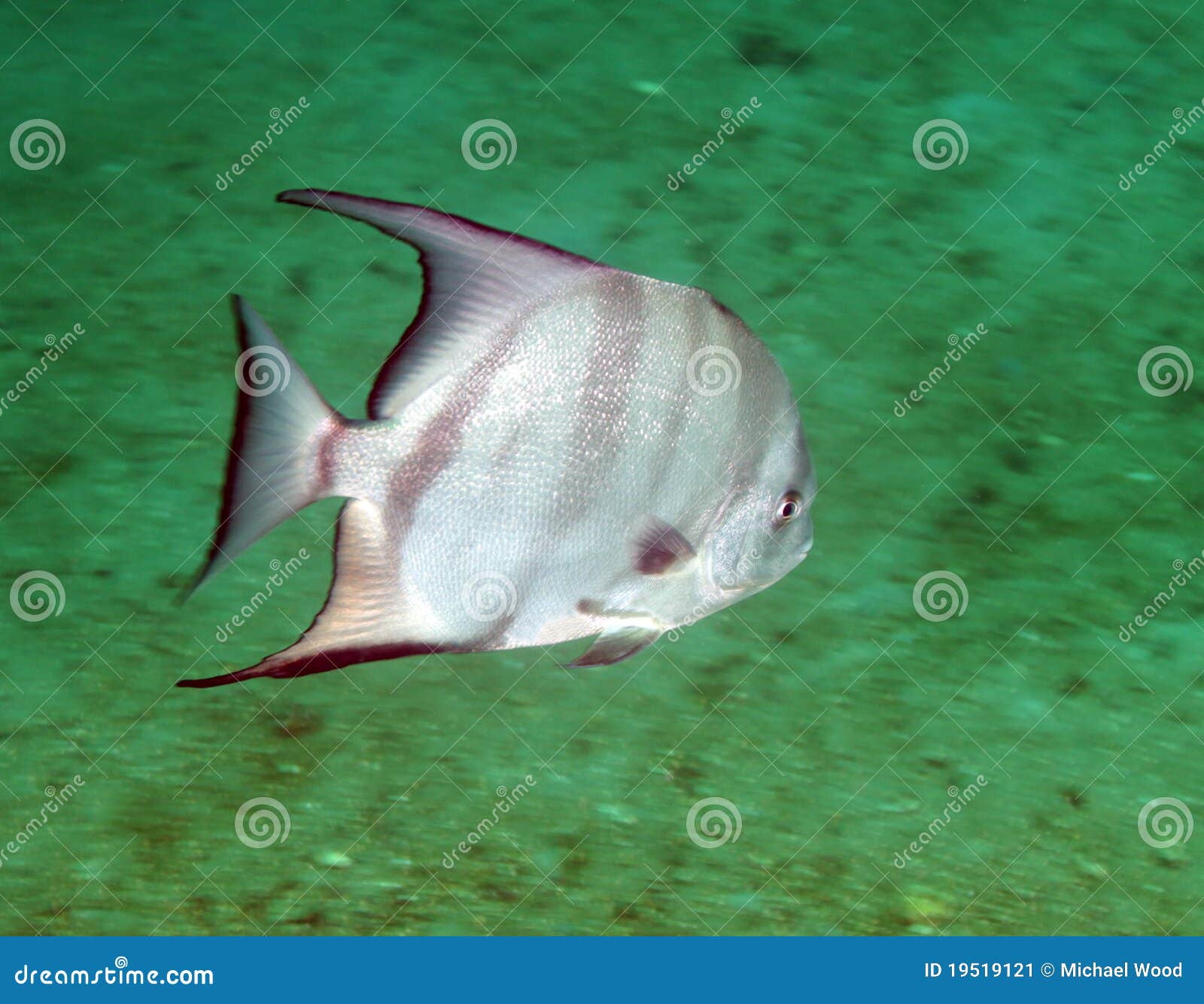 Spadefish Swimming stock image. Image of florida, swimming - 19519121
