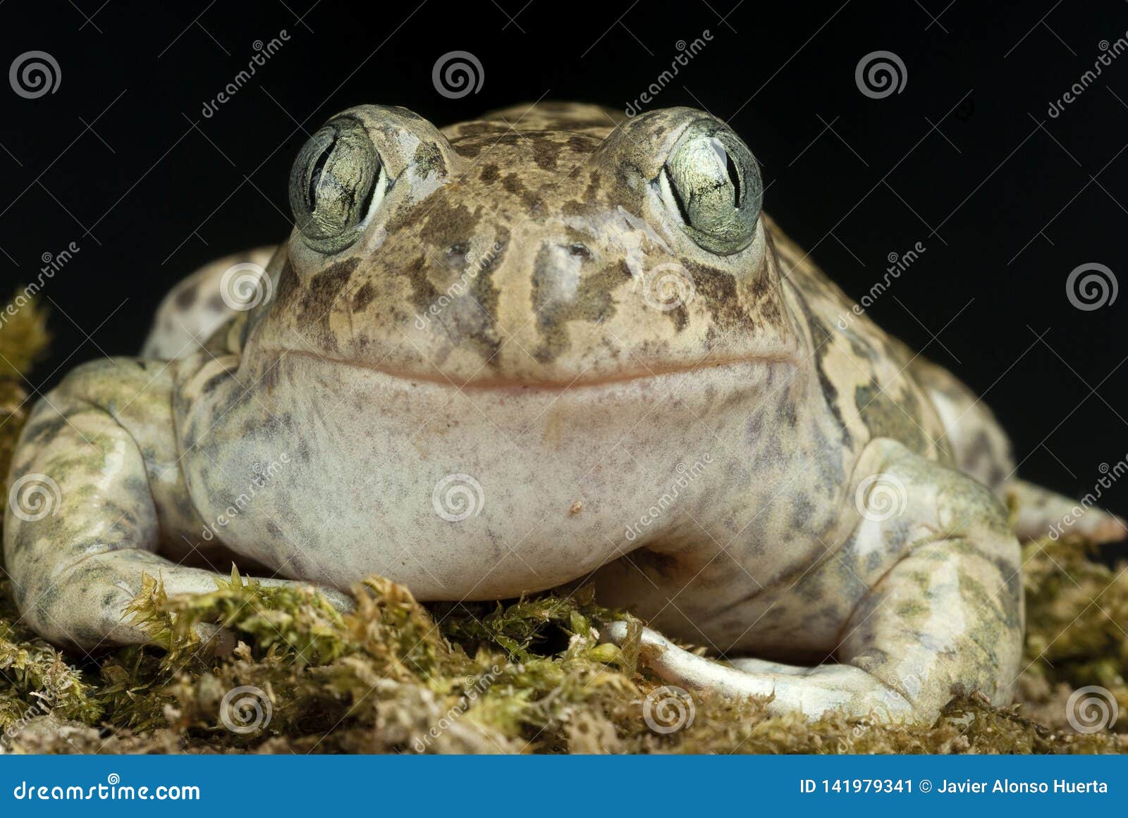 Pelobates Cultripes Or Spur Toad, A Species Of Frog In The Bufonidae ...