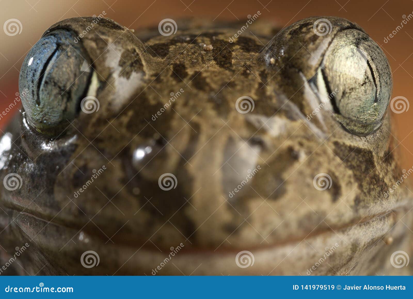 Spadefoot Toad, Pelobates Cultripes, Amphibian Stock Image - Image of ...