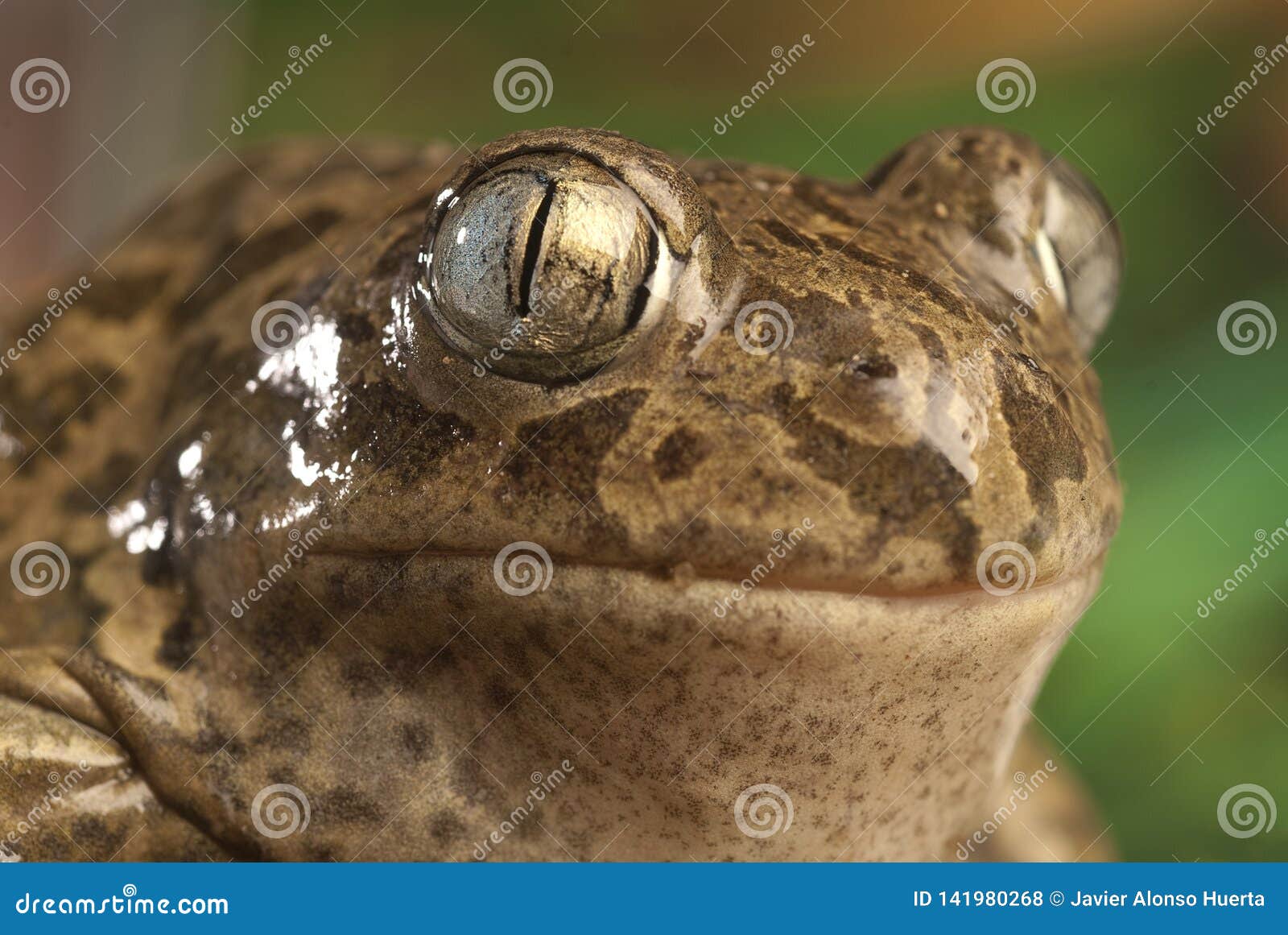 Pelobates Cultripes Or Spur Toad, A Species Of Frog In The Bufonidae ...