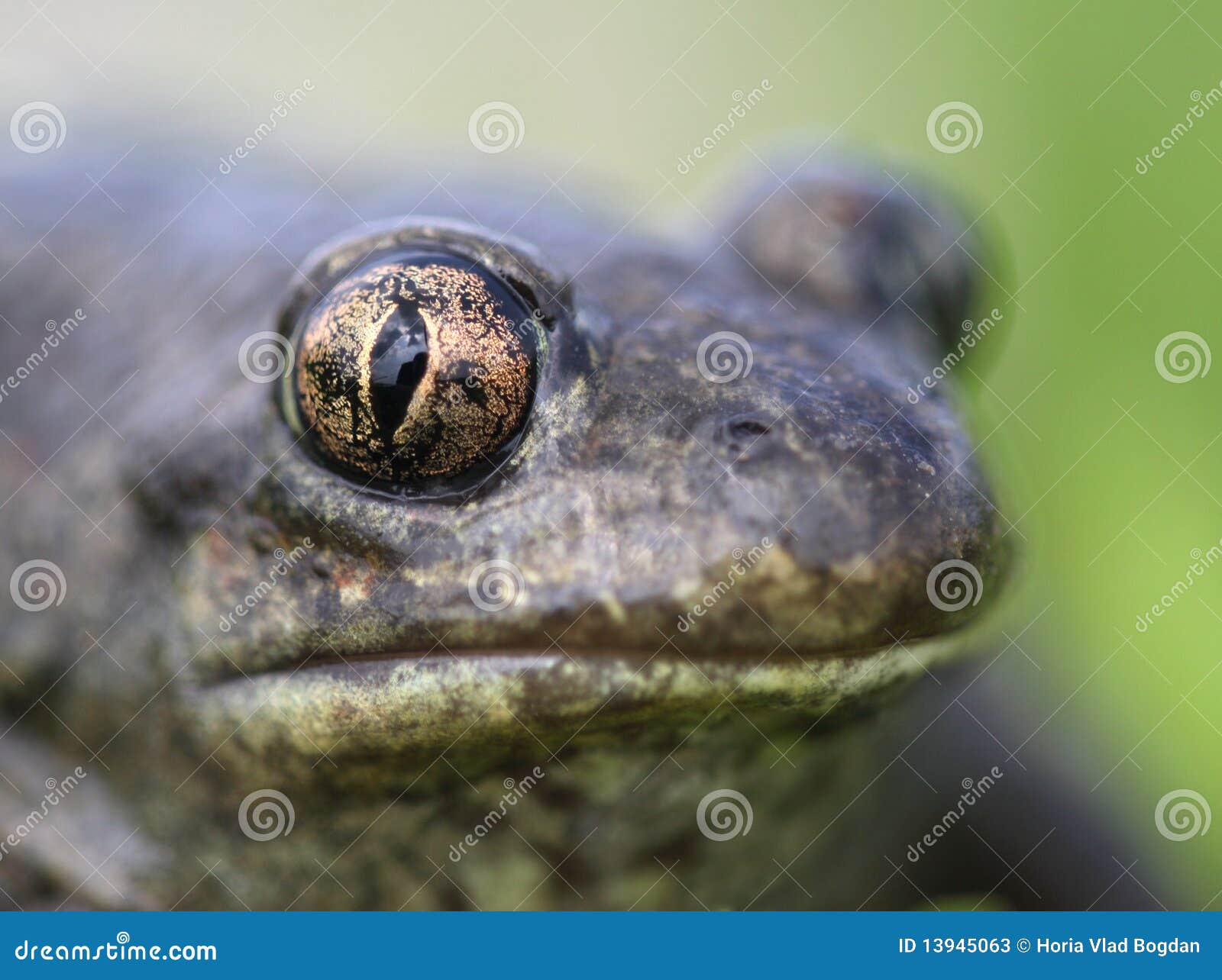 Spadefoot Toad S Eye Macro - Vertical Pupil Stock Image - Image of ...