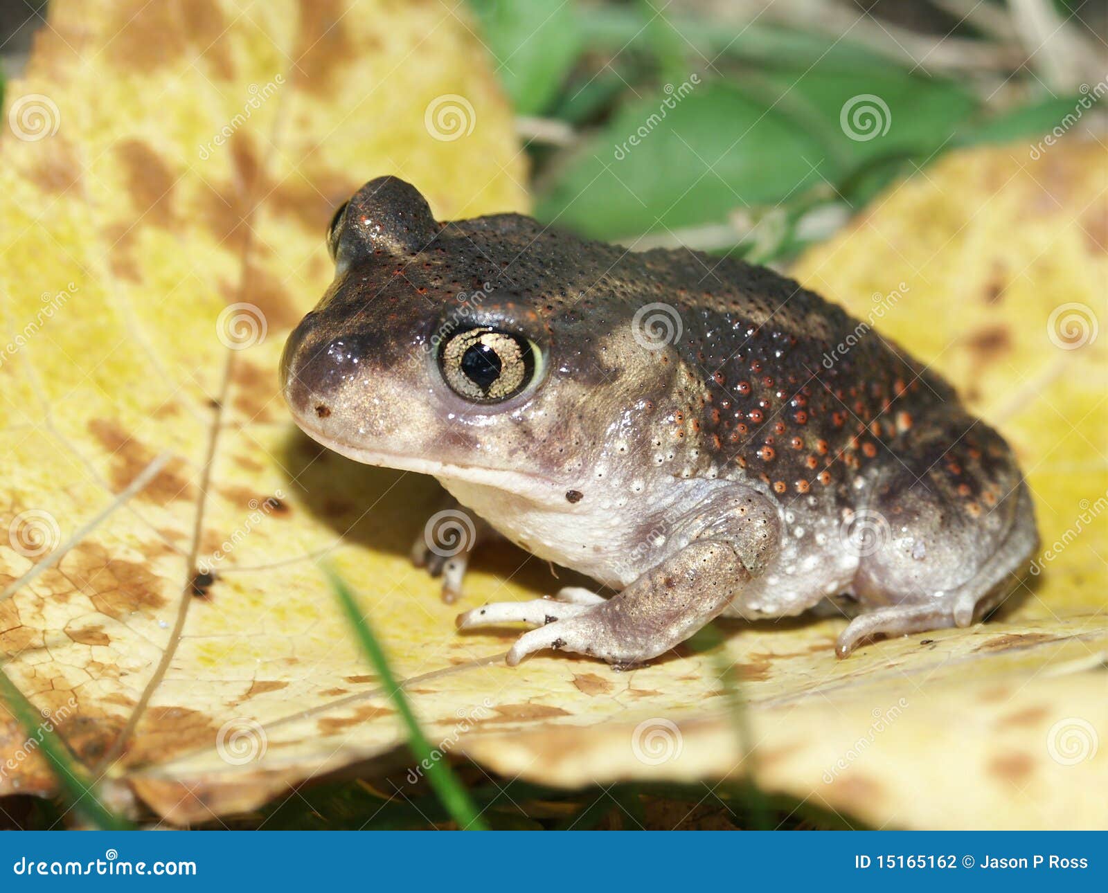 Spadefoot Toad (Scaphiopus Holbrookii) Stock Photo - Image of ...