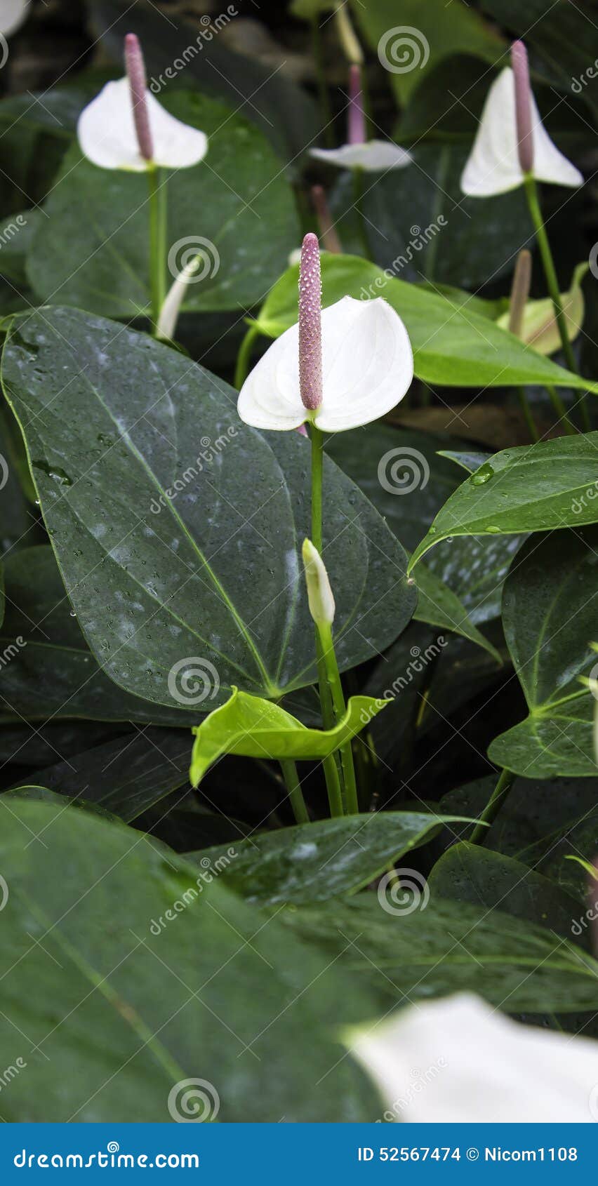Spadix stock photo. Image of summer, beautiful, floral - 52567474