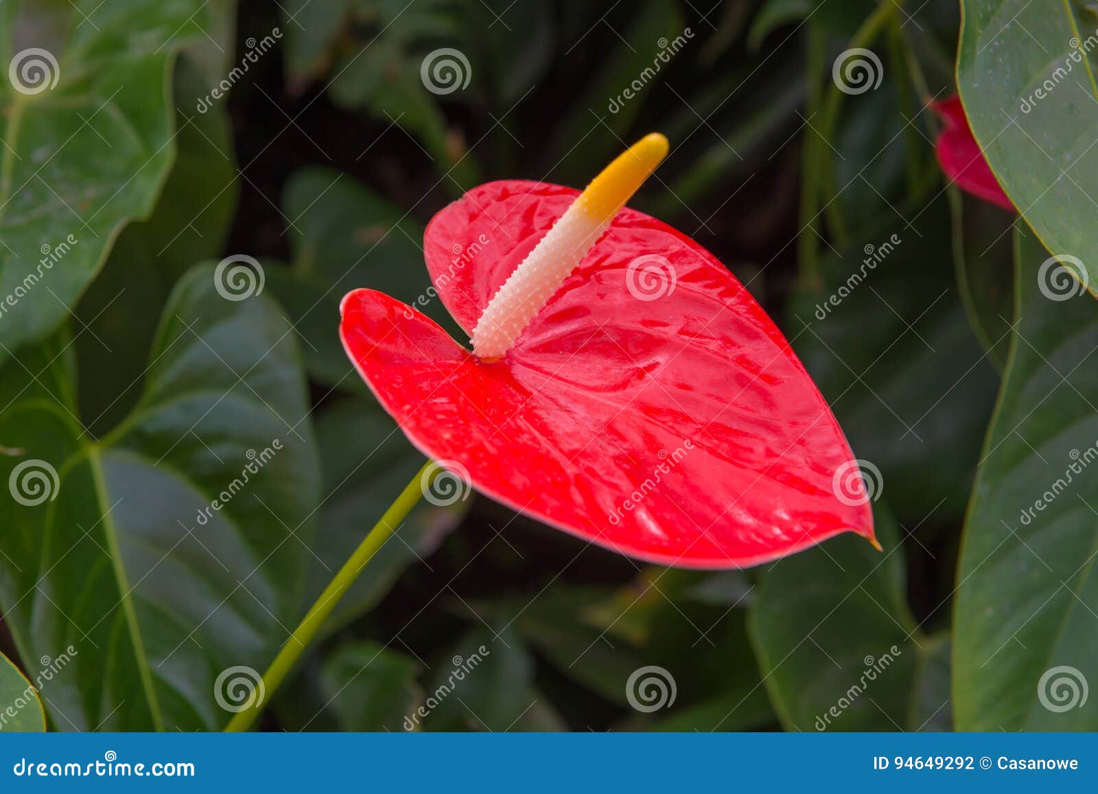 Spadix Botany or Araceae Flower in Beautiful Garden Stock Photo - Image ...