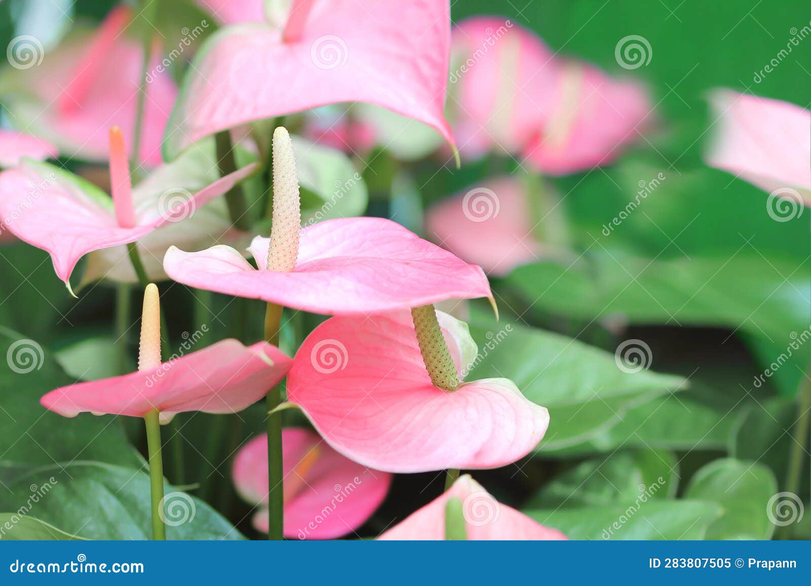 Spadix flower stock image. Image of fresh, bunch, gift - 283807505