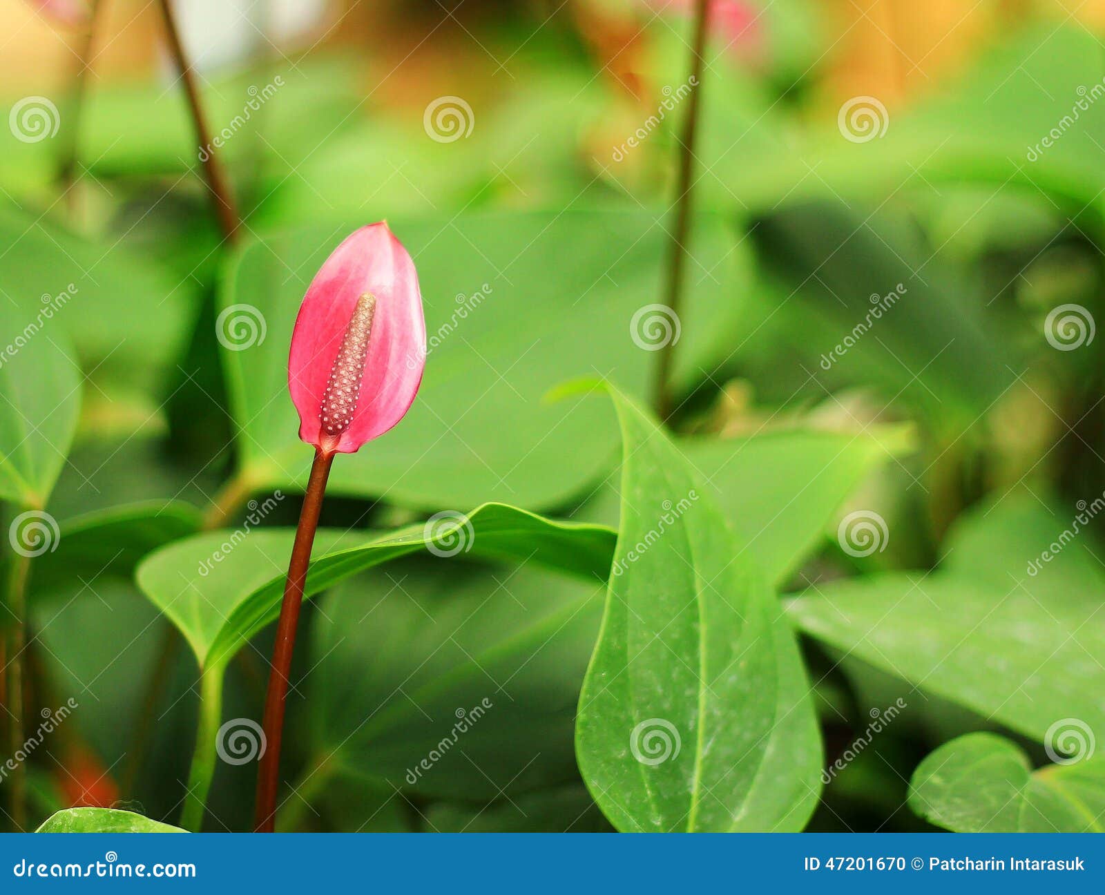 Spadix flower stock photo. Image of plant, green, flower - 47201670