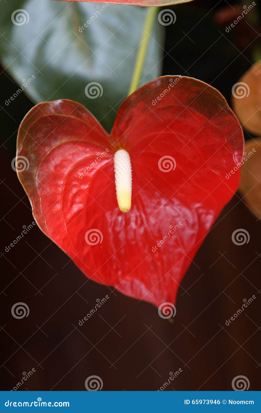 Spadix flower stock photo. Image of shaped, beautiful - 65973946
