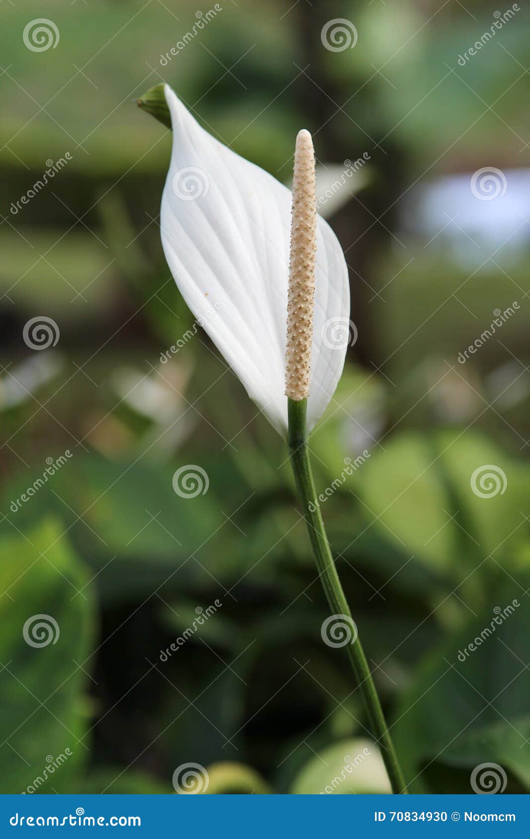 Spadix flower stock photo. Image of indoor, outdoor, botany - 70834930
