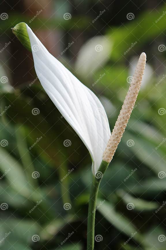 Spadix flower stock image. Image of decorative, houseplants - 70836053