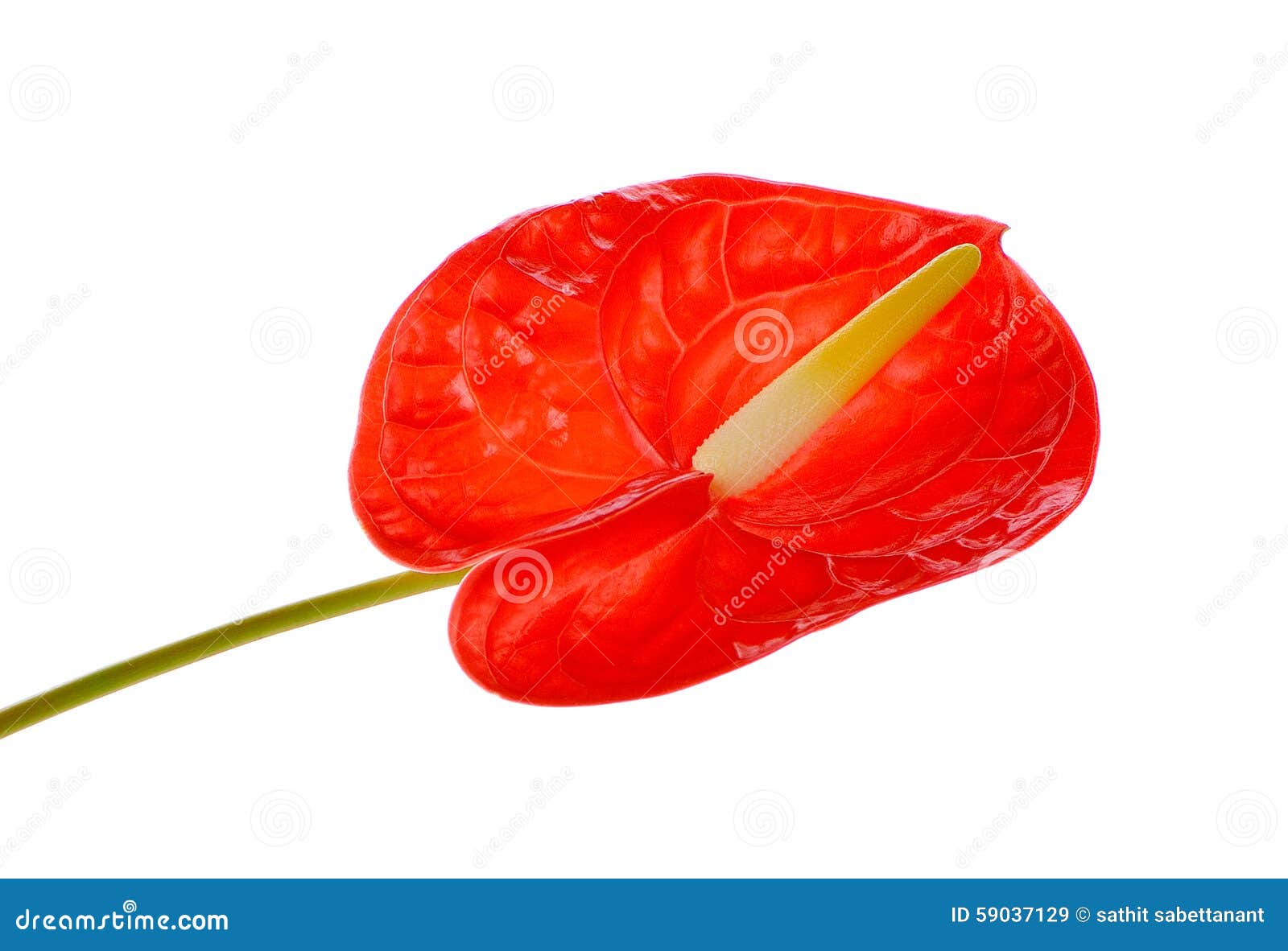 Spadix Flower Isolated on White Background Stock Image - Image of ...