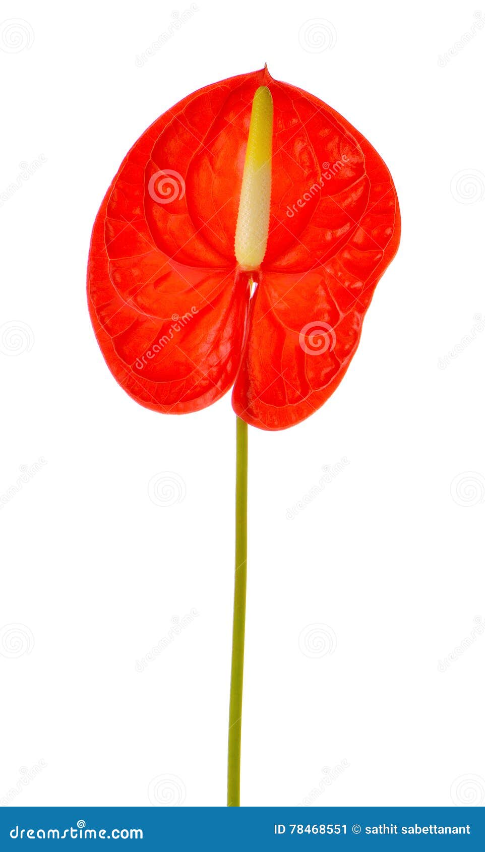 Spadix Flower Isolated on White Background Stock Image - Image of petal ...