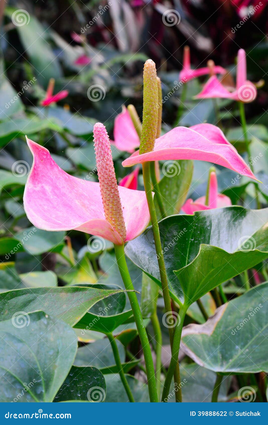 Spadix flower stock photo. Image of flower, arum, lily - 39888622