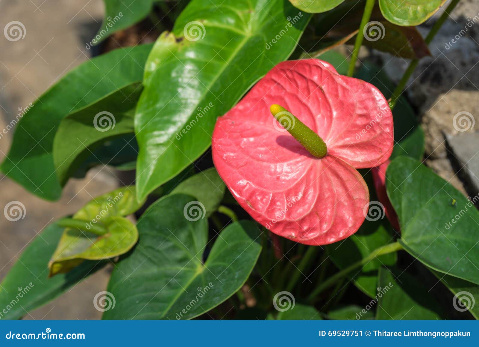 Green Spadix Flower Of Lysichiton Camtschatcensis Stock Photo ...