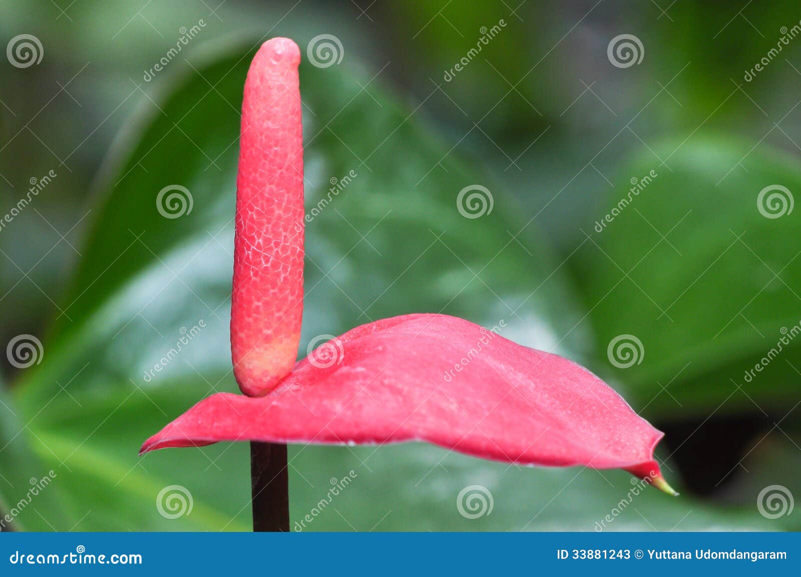 Spadix stock image. Image of flower, rainforest, lily - 33881243