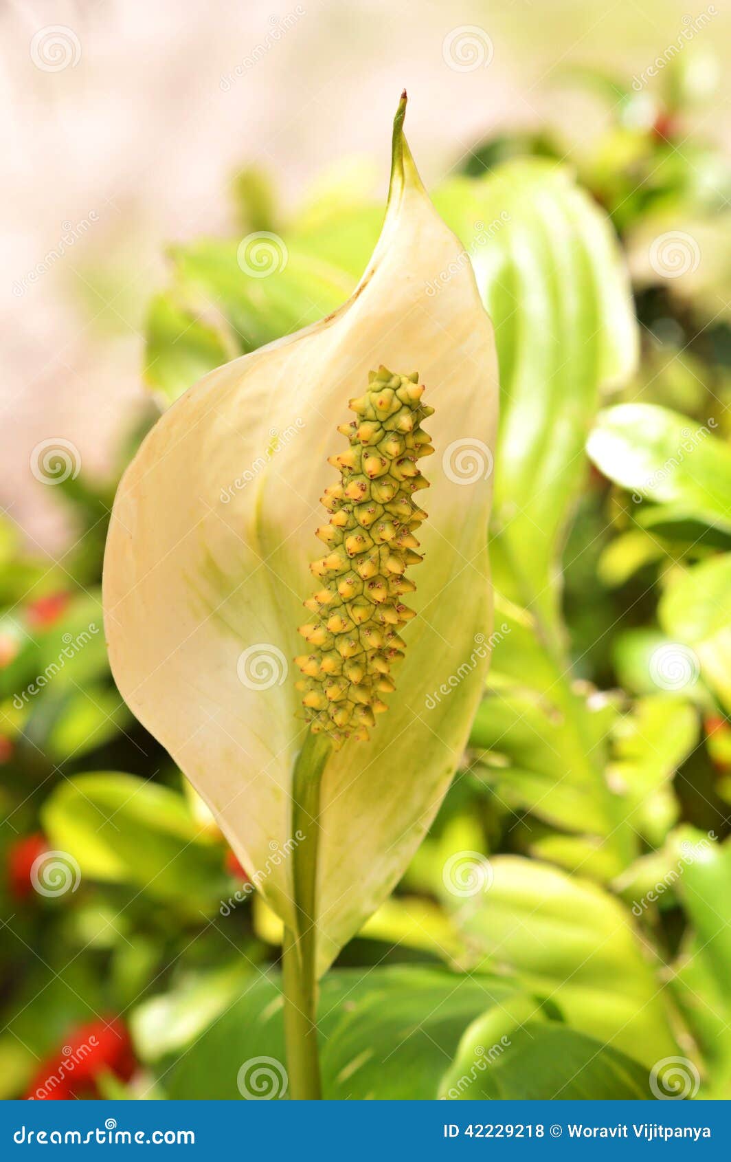 Spadix stock photo. Image of natural, plant, flower, spadix - 42229218
