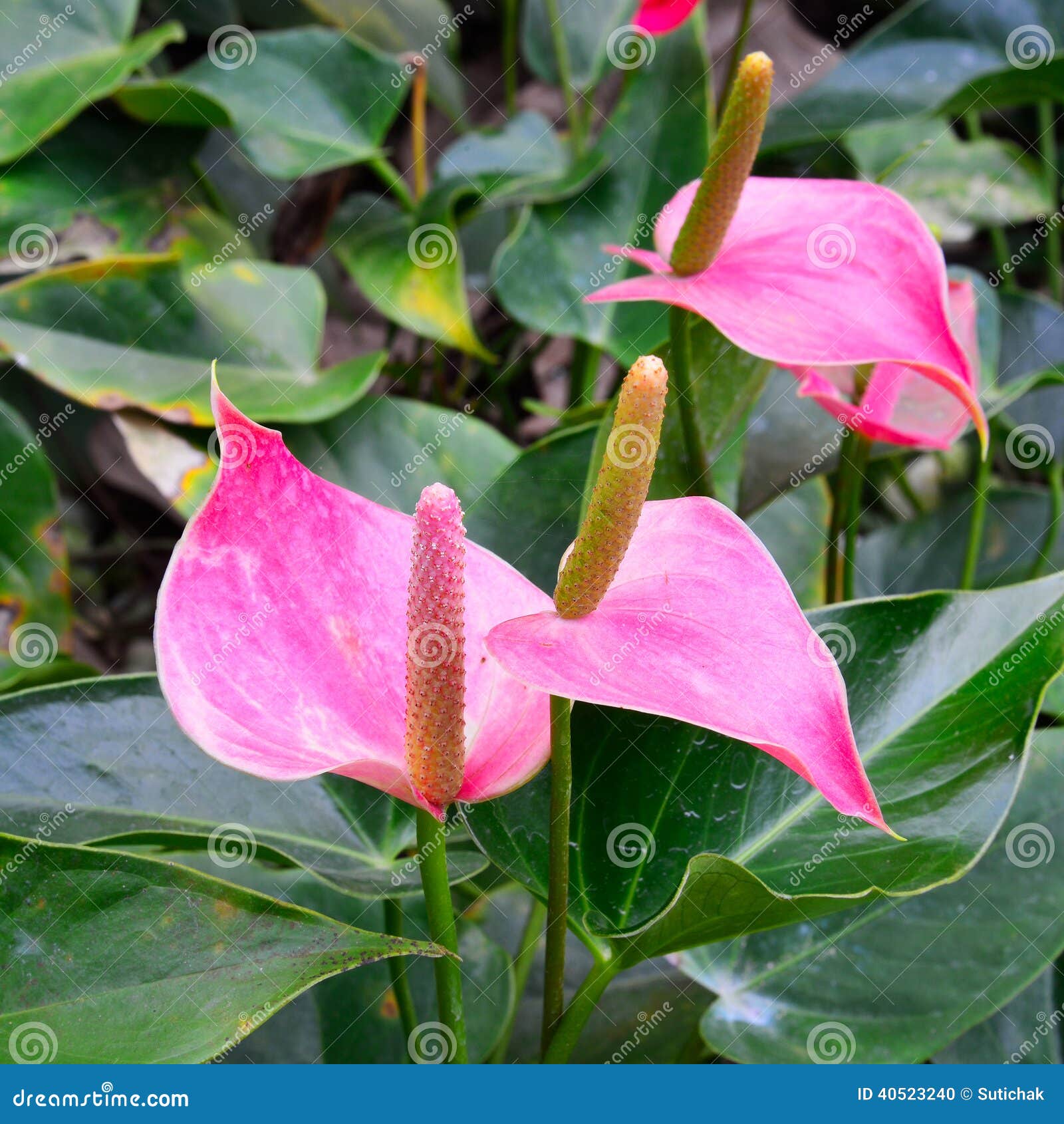 Spadix flowers stock photo. Image of botany, green, flower - 40523240
