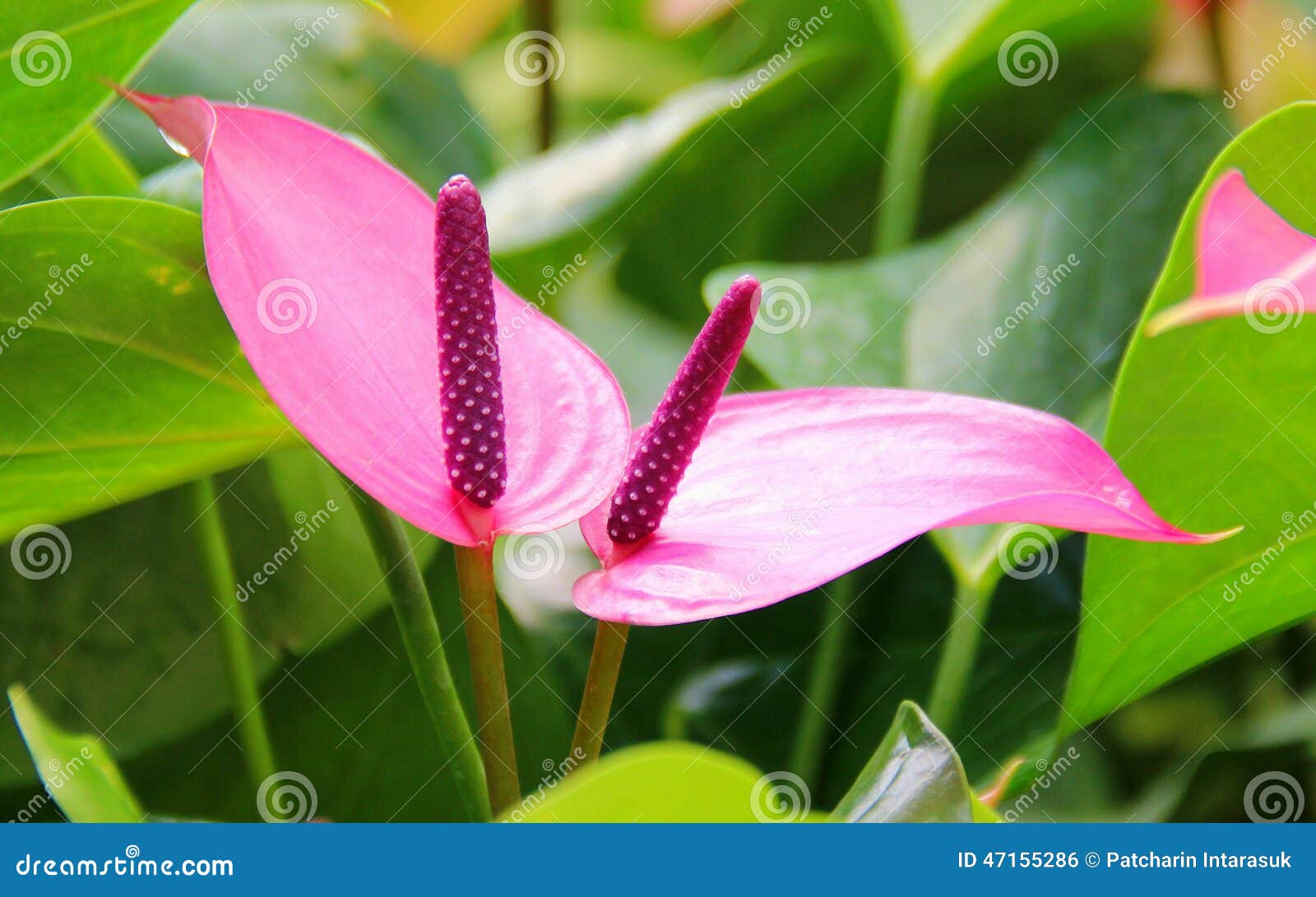 Spadix stock photo. Image of nature, pink, flower, spadix - 47155286