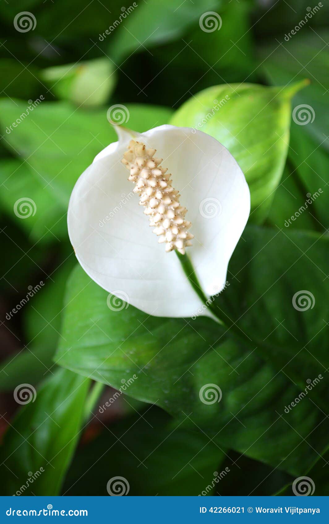 Spadix white stock image. Image of beauty, romantic, botany - 42266021