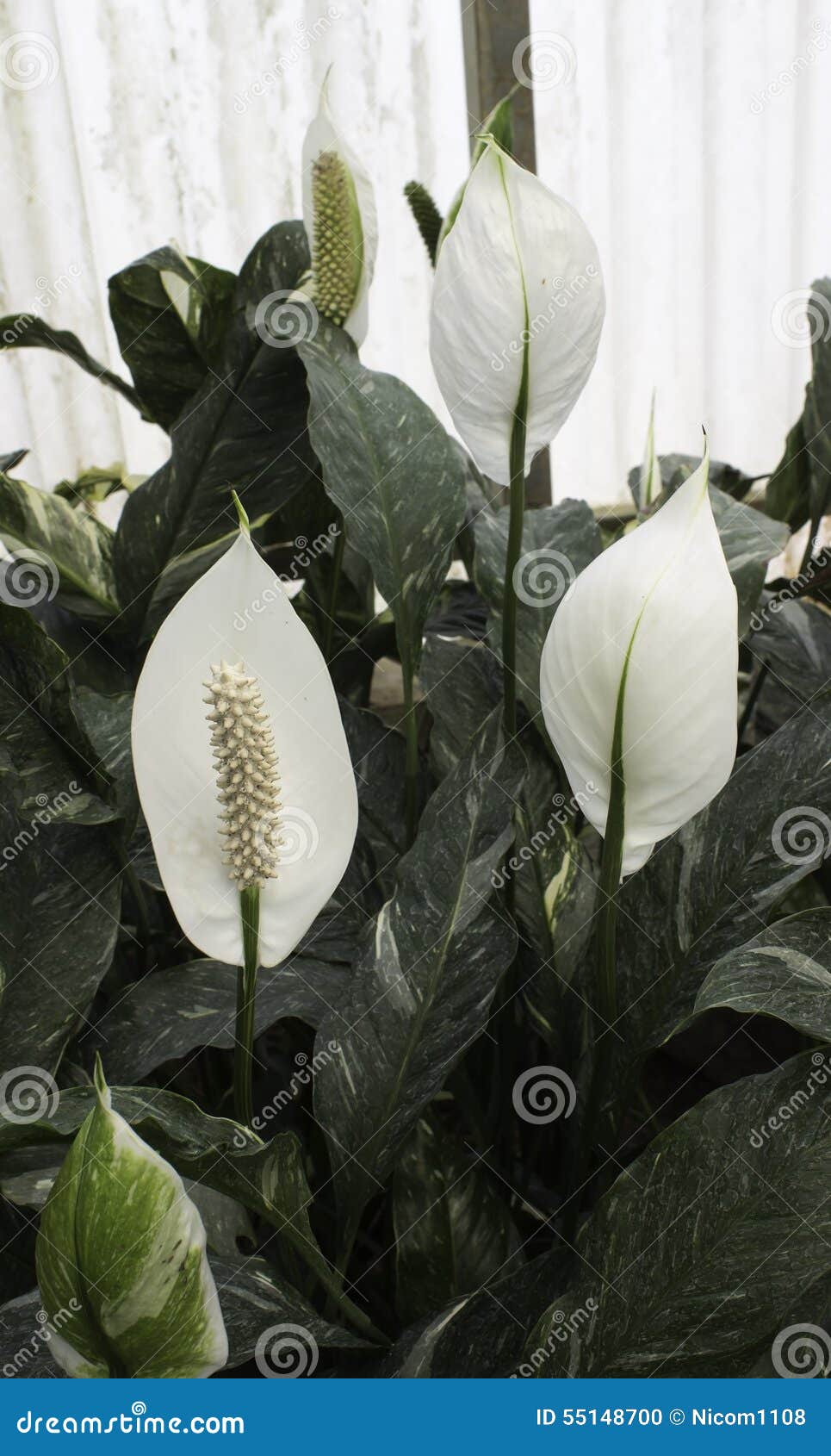 Spadix stock illustration. Illustration of formal, leaf - 55148700