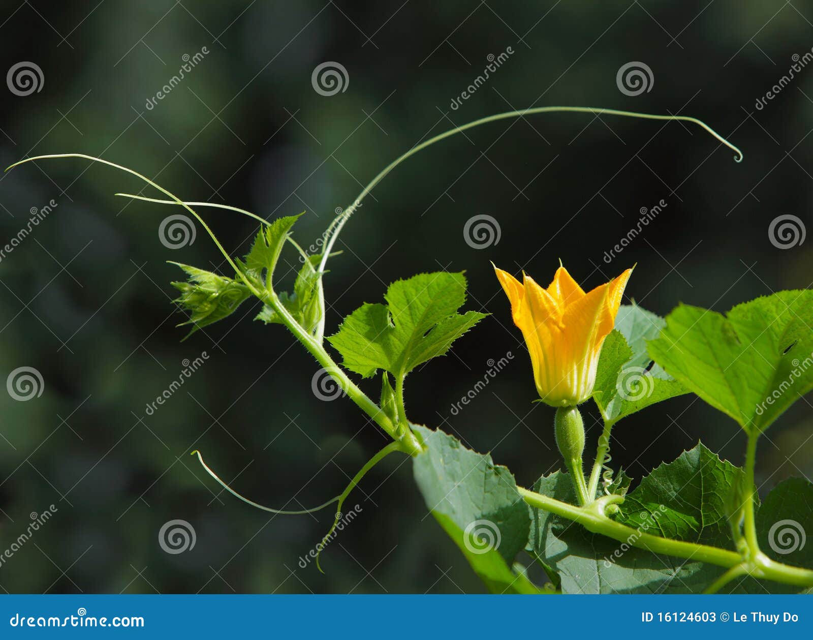 Spaghetti squash Flower stock image. Image of swirl, nature - 16124603