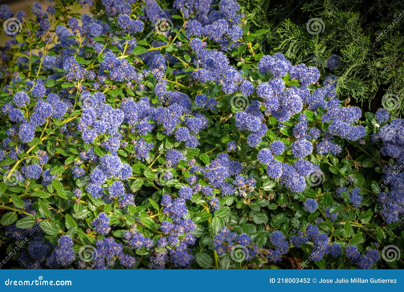 Spain Countryside in Spring Stock Photo - Image of country, forest ...