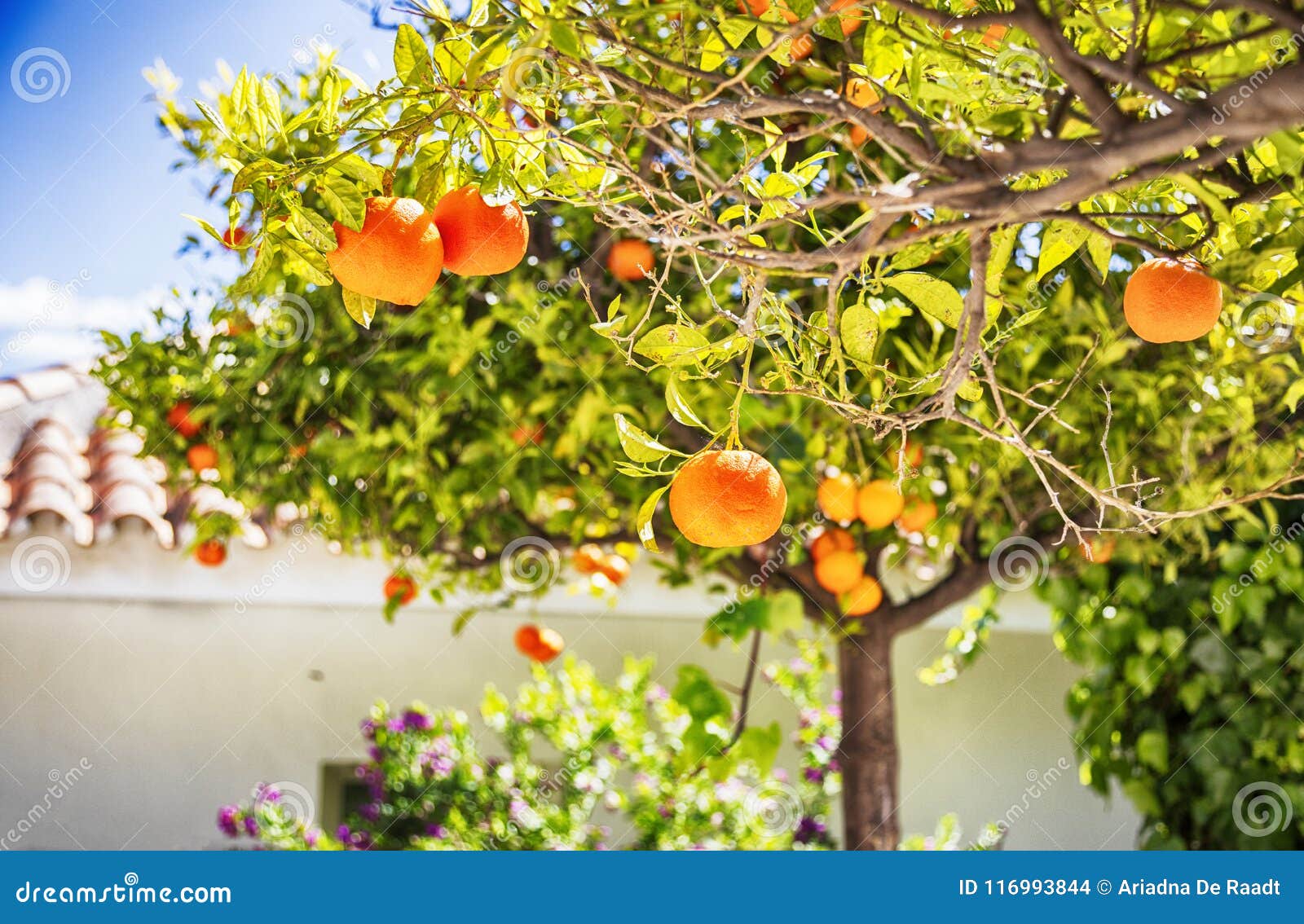 Spring season in Spain stock photo. Image of european - 116993844
