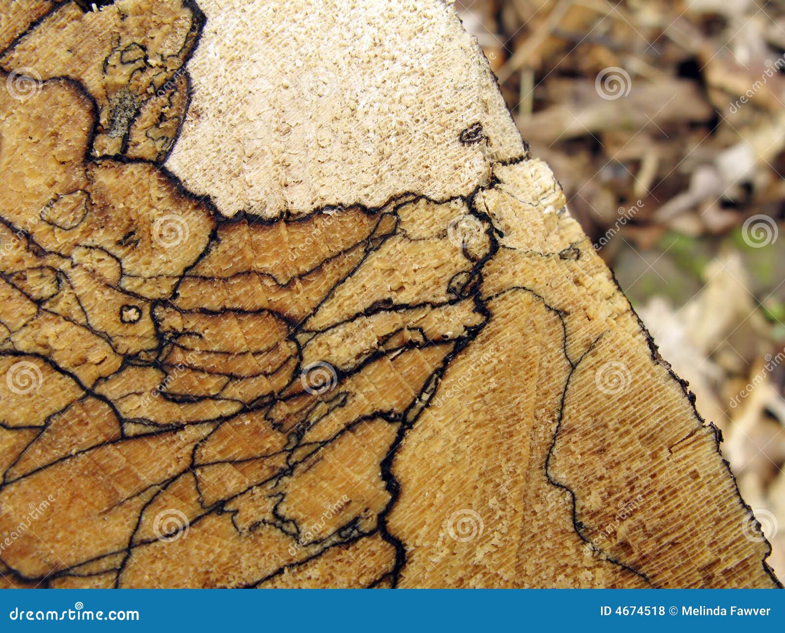 Spalted Wood Background Picture. Image: 4674518