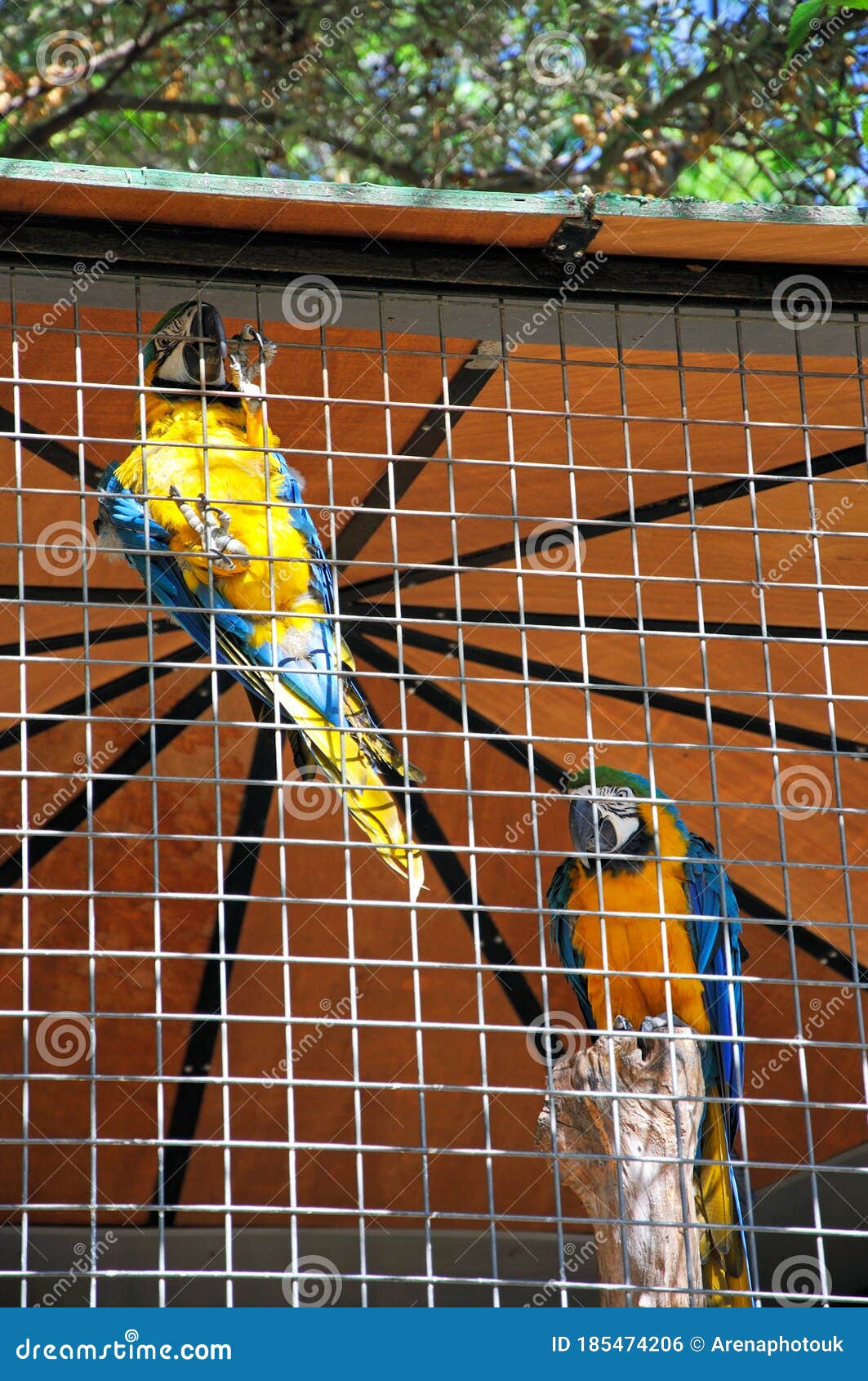 Caged parrots. stock photo. Image of animal, yellow - 185474206