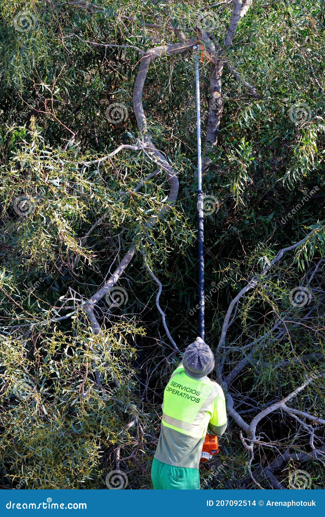 Trimming Eucalyptus Trees, Spain. Editorial Stock Image - Image of high ...