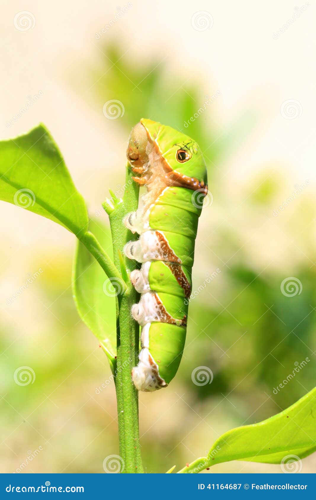 Spangle butterfly stock image. Image of summer, fauna - 41164687