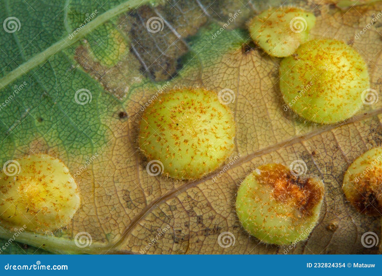Galls Of The Cynips Quercusfolii And Gall Wasp On Oak Leaf Stock Image ...