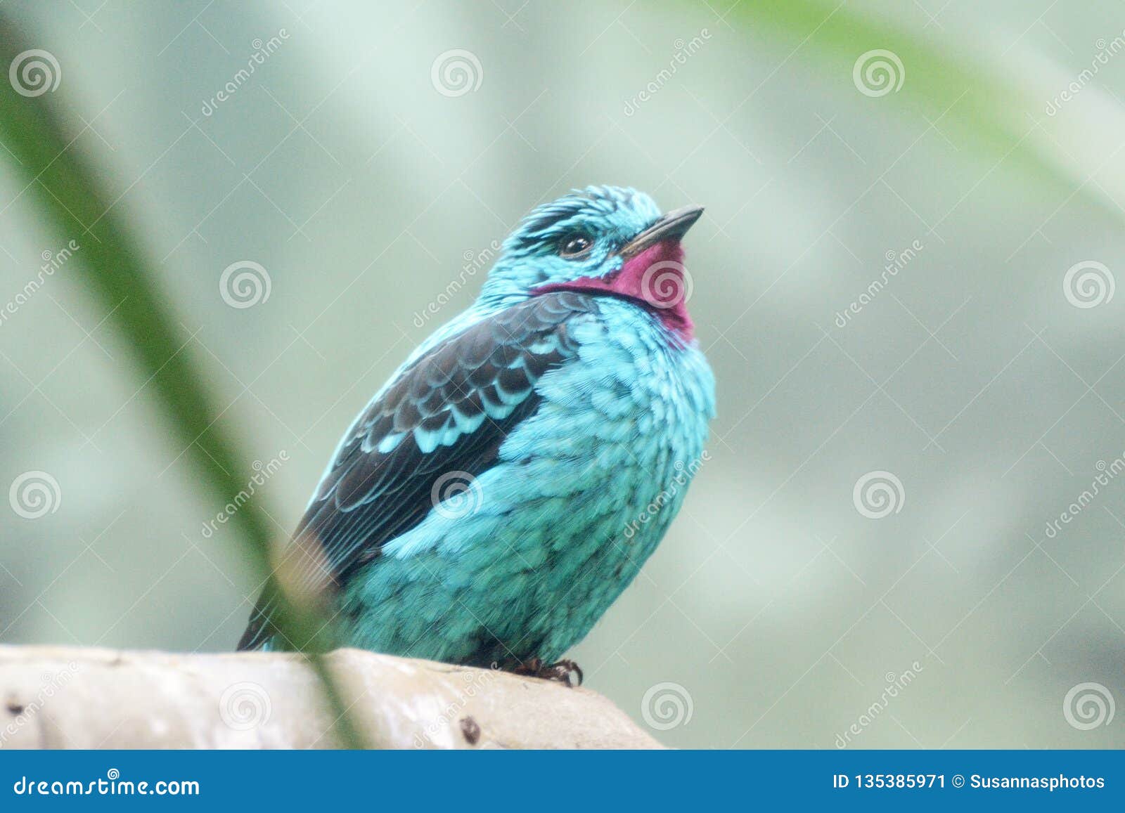 Spangled Cotinga bird stock image. Image of rare, wildlife - 135385971