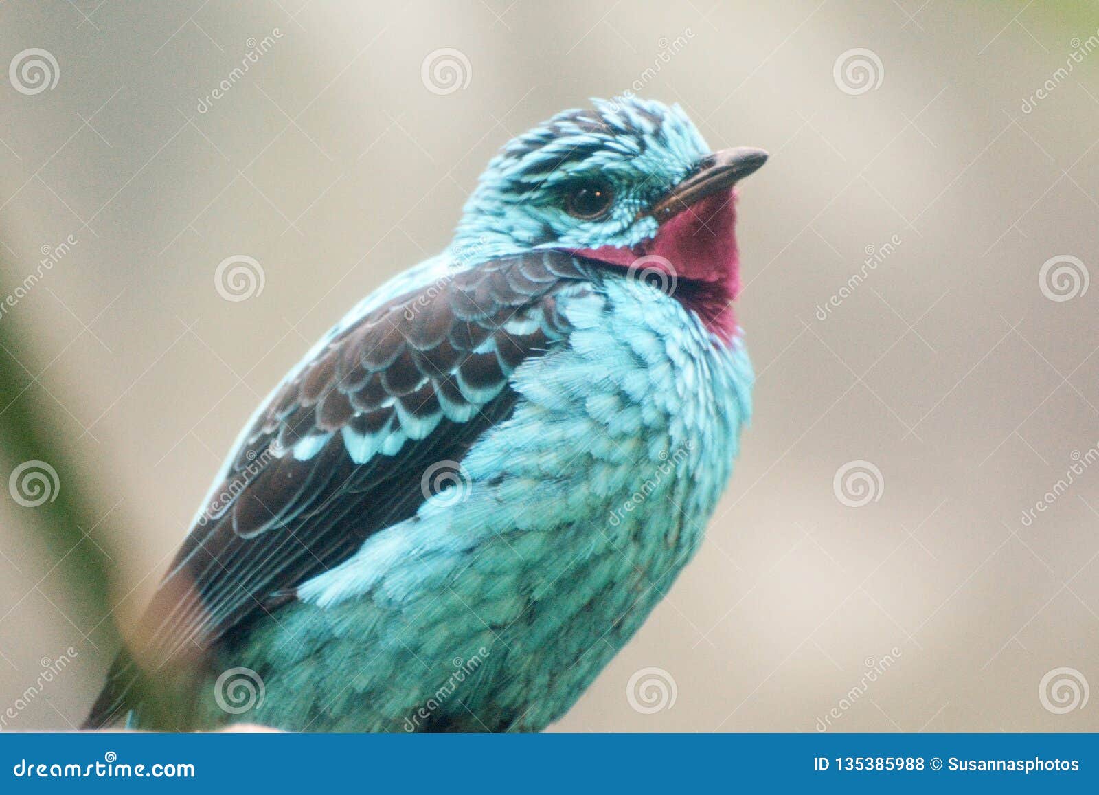 Spangled Cotinga bird stock photo. Image of amazon, resting - 135385988