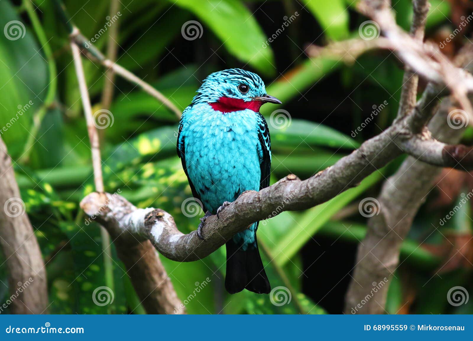 Spangled Cotinga Blaues Tropisches Vogel Cotinga-cayana Stockbild ...