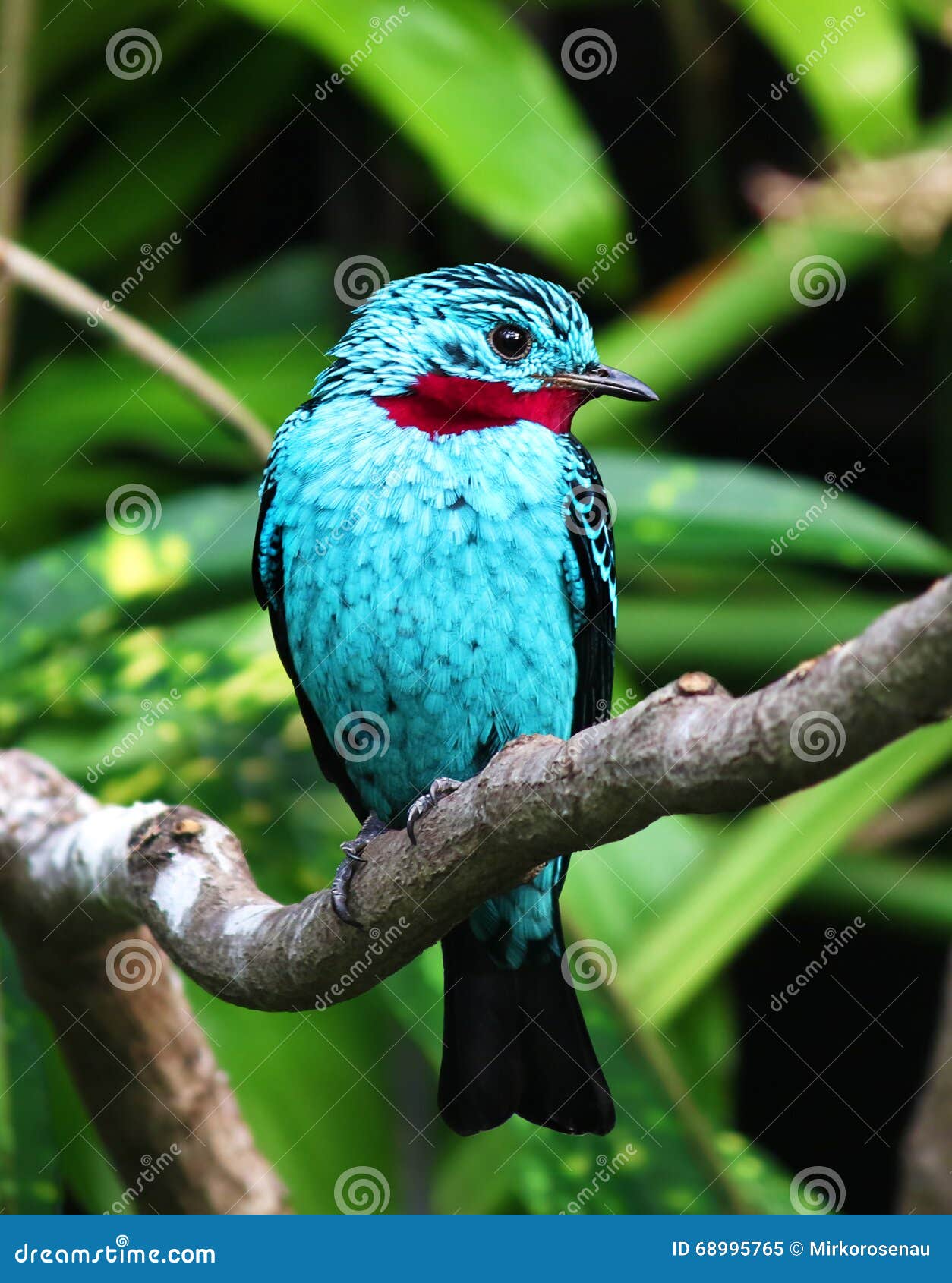 Spangled Cotinga Blue Tropical Bird Cotinga Cayana Stock Image - Image ...