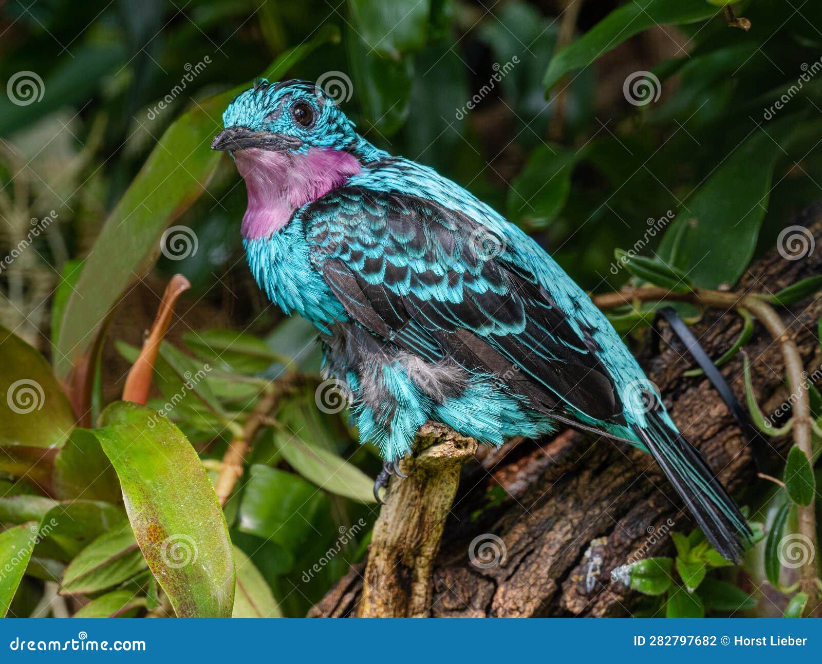 Spangled Cotinga (Cotinga Cayana) Rainforest, Asia Stock Photo - Image ...