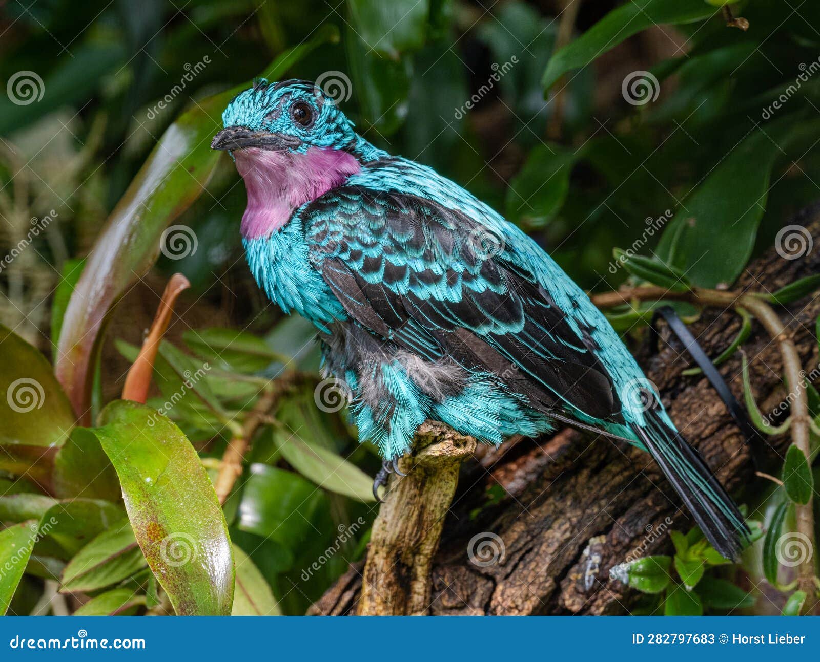 Spangled Cotinga (Cotinga Cayana) Rainforest, Asia Stock Image - Image ...
