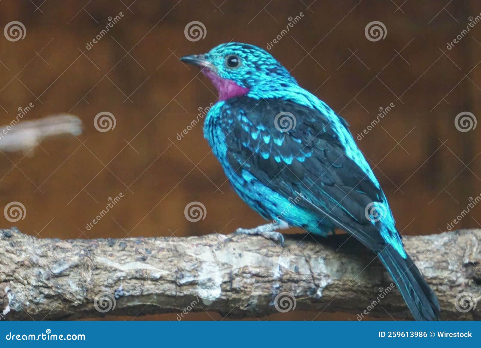 Spangled Cotinga in the Natural Habitat Stock Photo - Image of color ...